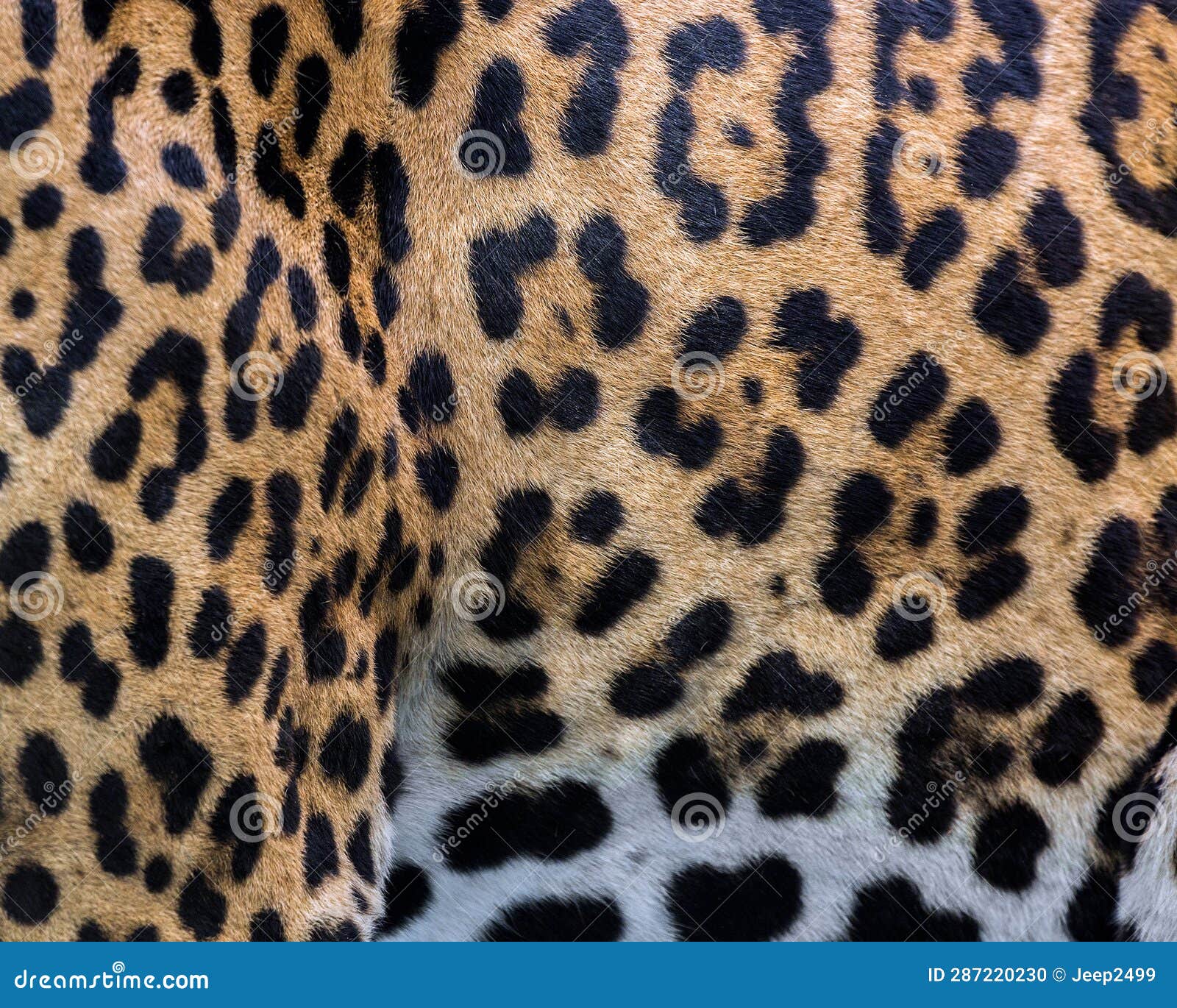 Colorful Leopard Skin Pattern. Stock Photo - Image of textile, wildlife ...