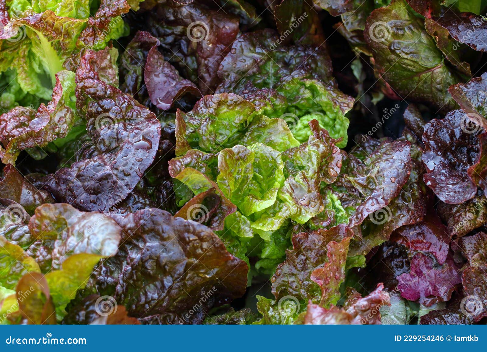 Colorful Lettuce Leaf Background Stock Photo - Image of growing, cook ...