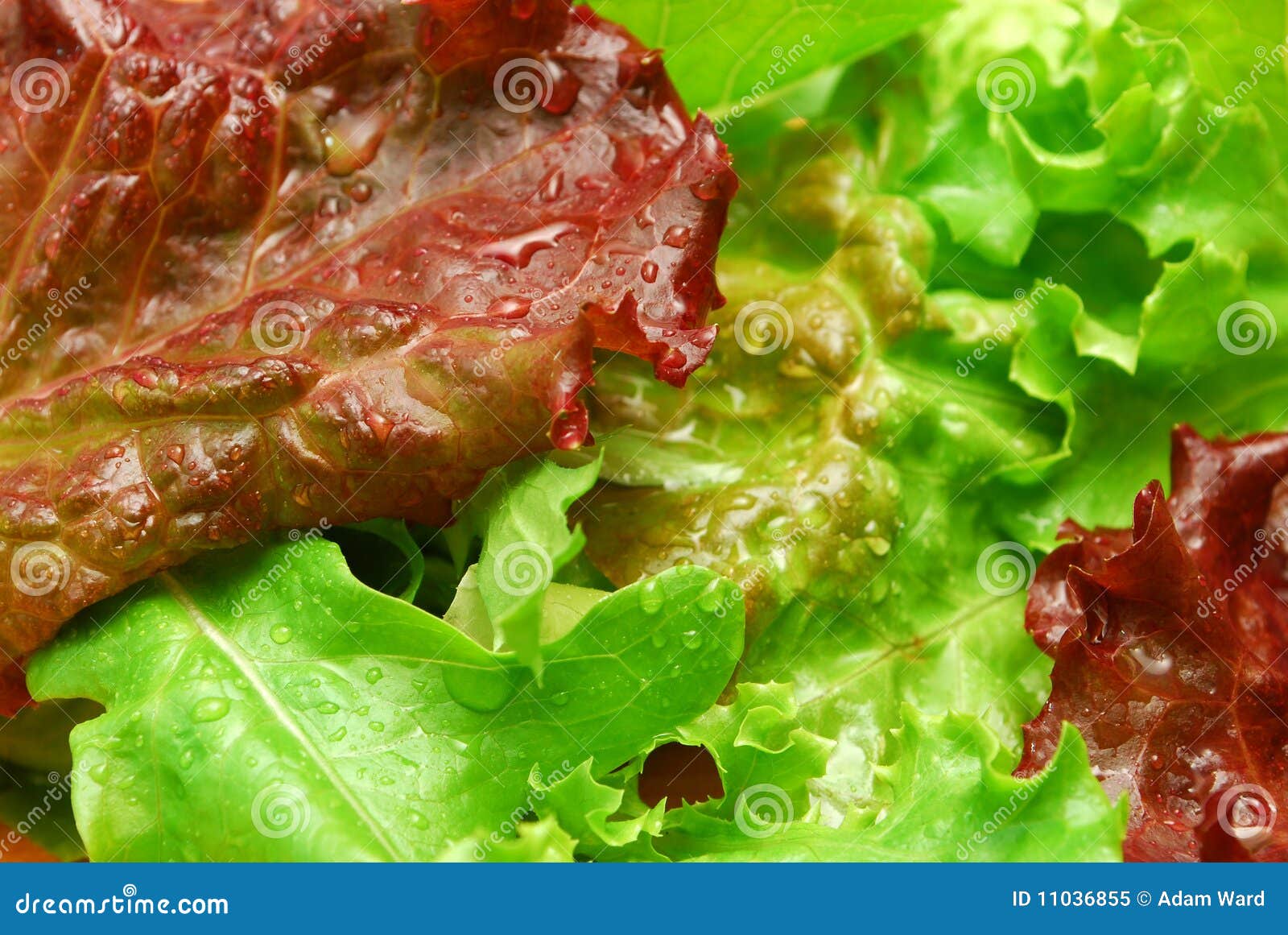 Colorful lettuce leaves stock image. Image of gourmet - 11036855