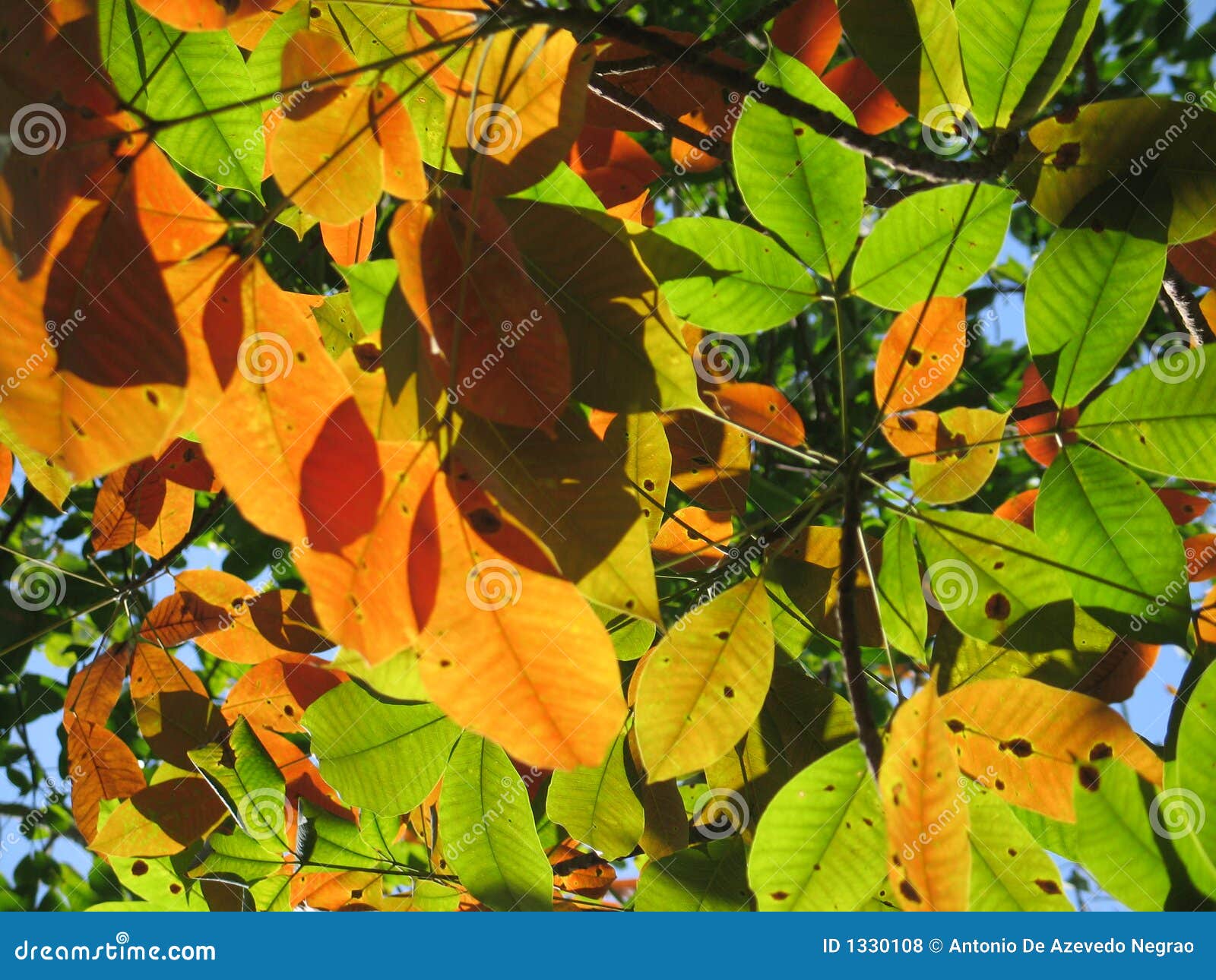 Colorful leves stock photo. Image of leaf, tree, background - 1330108