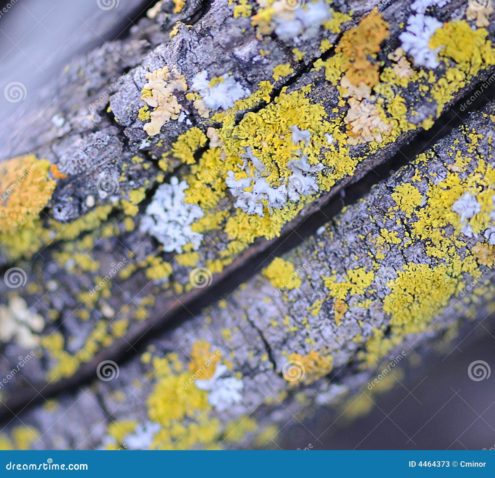 Colorful Lichen stock image. Image of flores, china, tree - 4464373