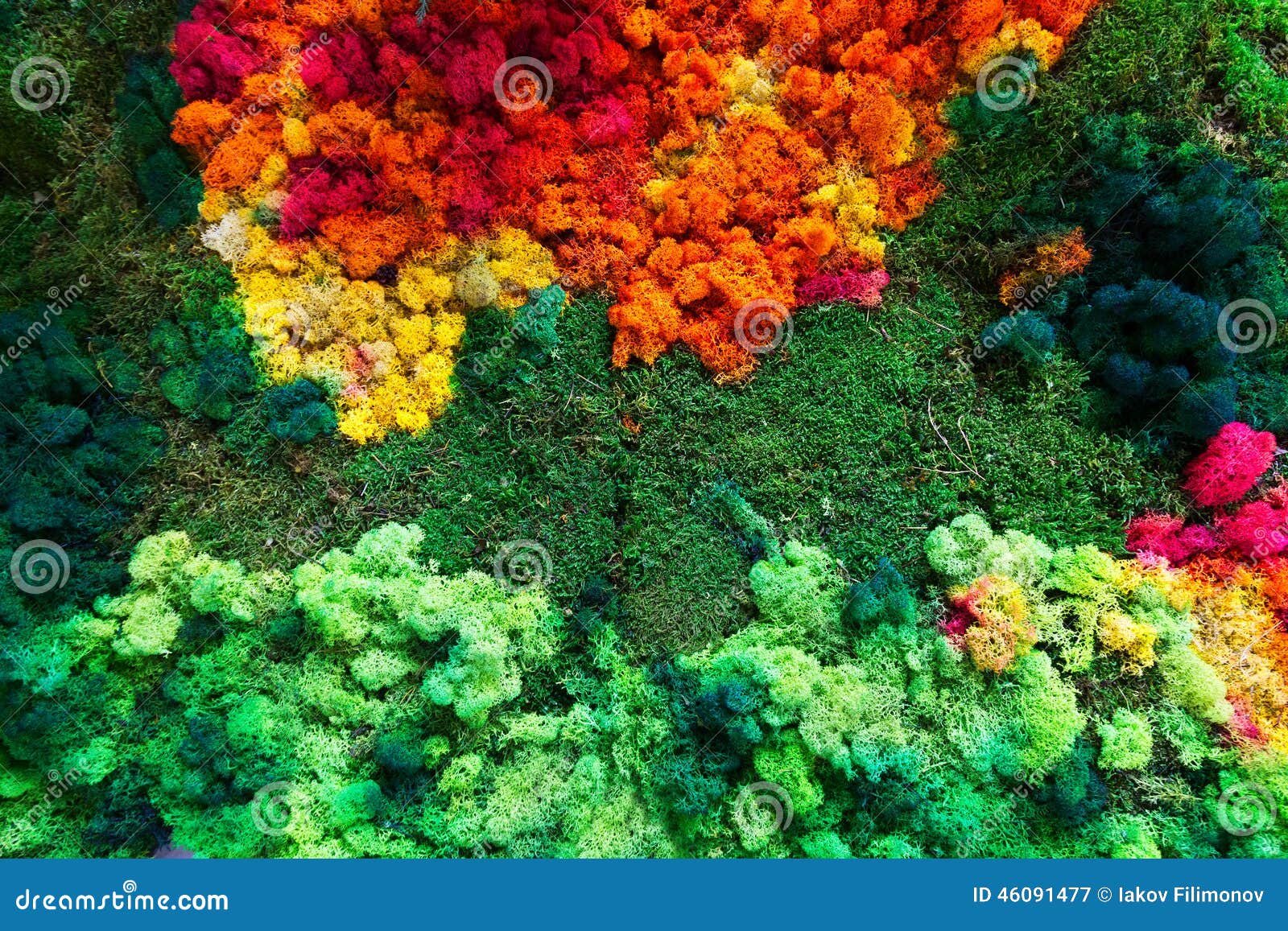 Colorful lichen and moss stock image. Image of multicolored - 46091477