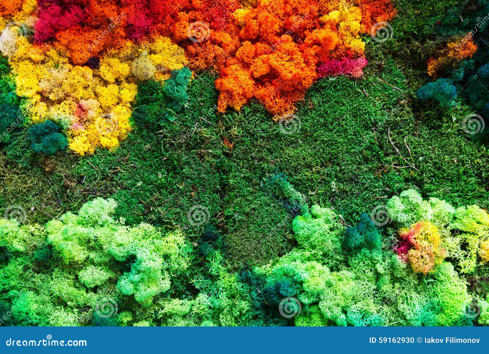 Colorful lichen stock photo. Image of purple, colorful - 59162930