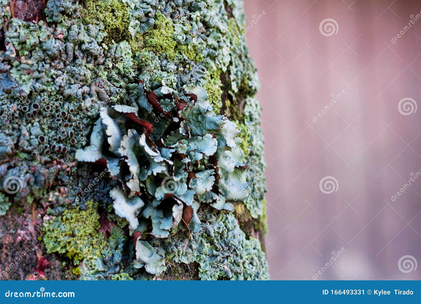 Colorful lichen on a tree stock image. Image of colorful - 166493331
