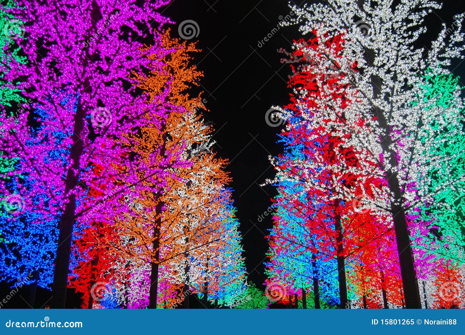 Colorful Light tree stock image. Image of color, nature - 15801265