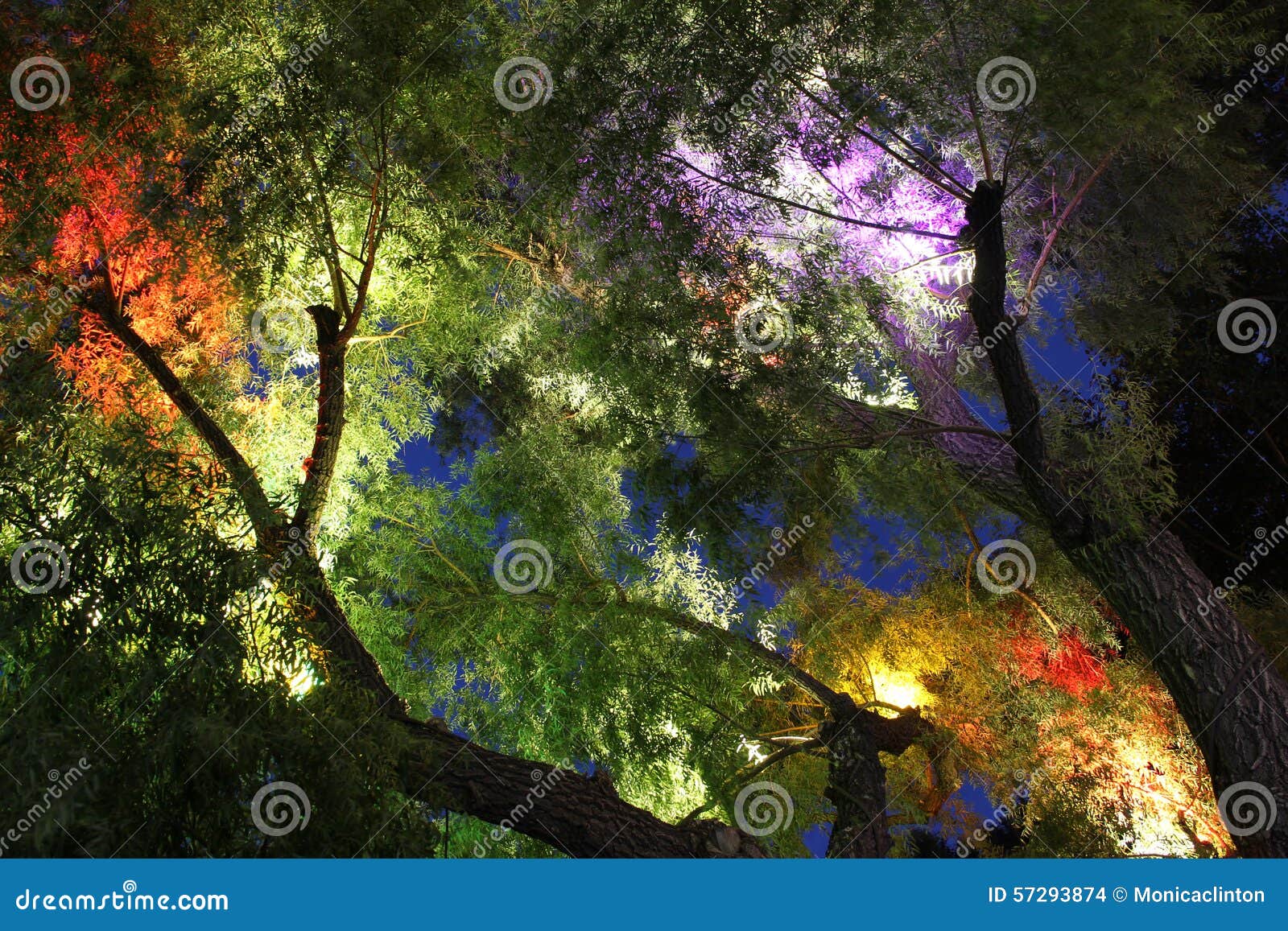 Colorful Light tree stock photo. Image of bright, beautiful - 57293874