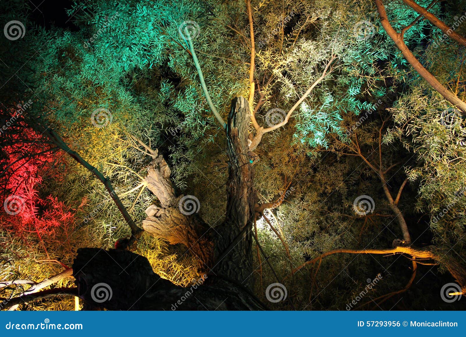 Colorful Light tree stock photo. Image of colorful, light - 57293956