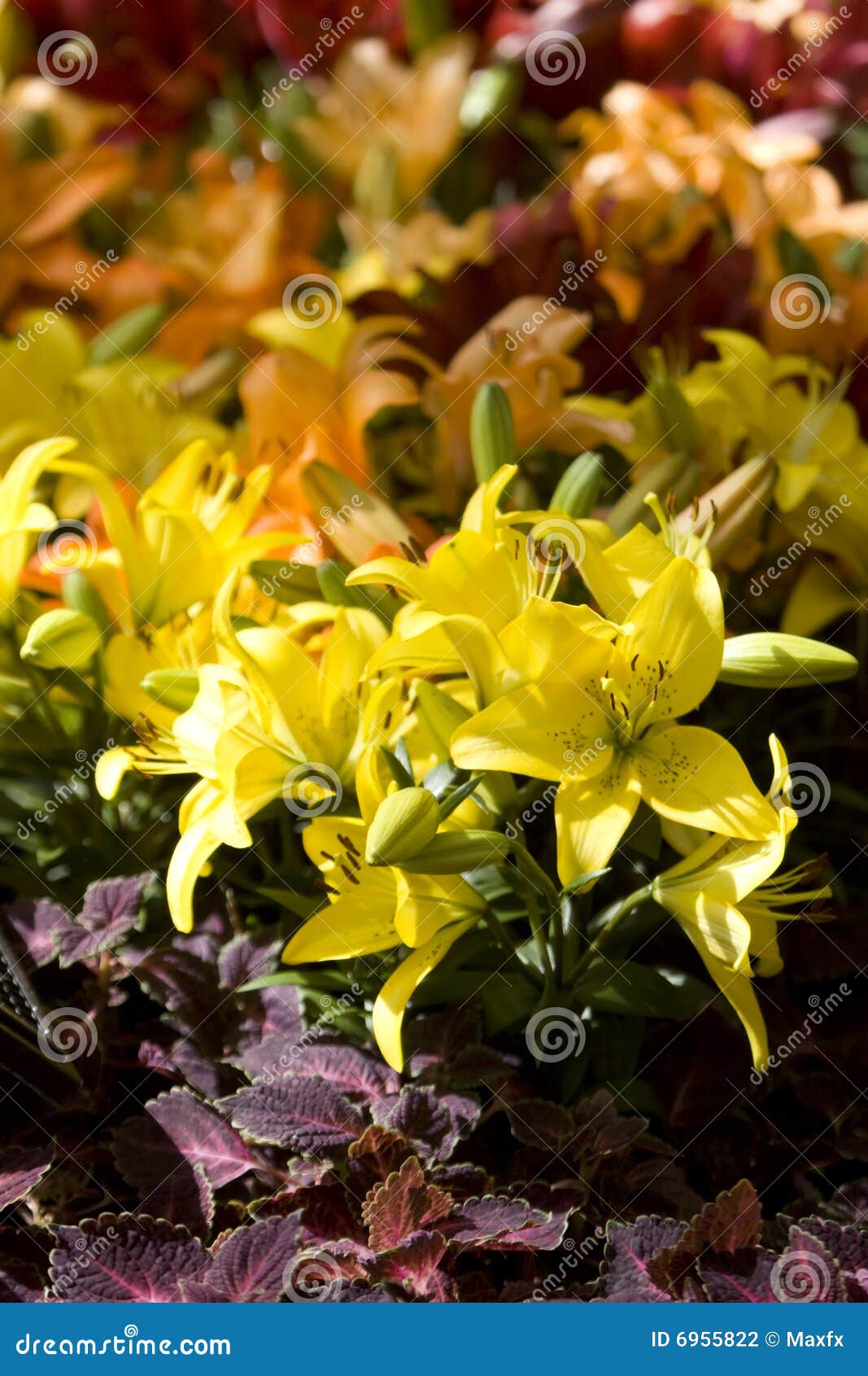 Colorful lilies stock photo. Image of vibrant, colorful - 6955822