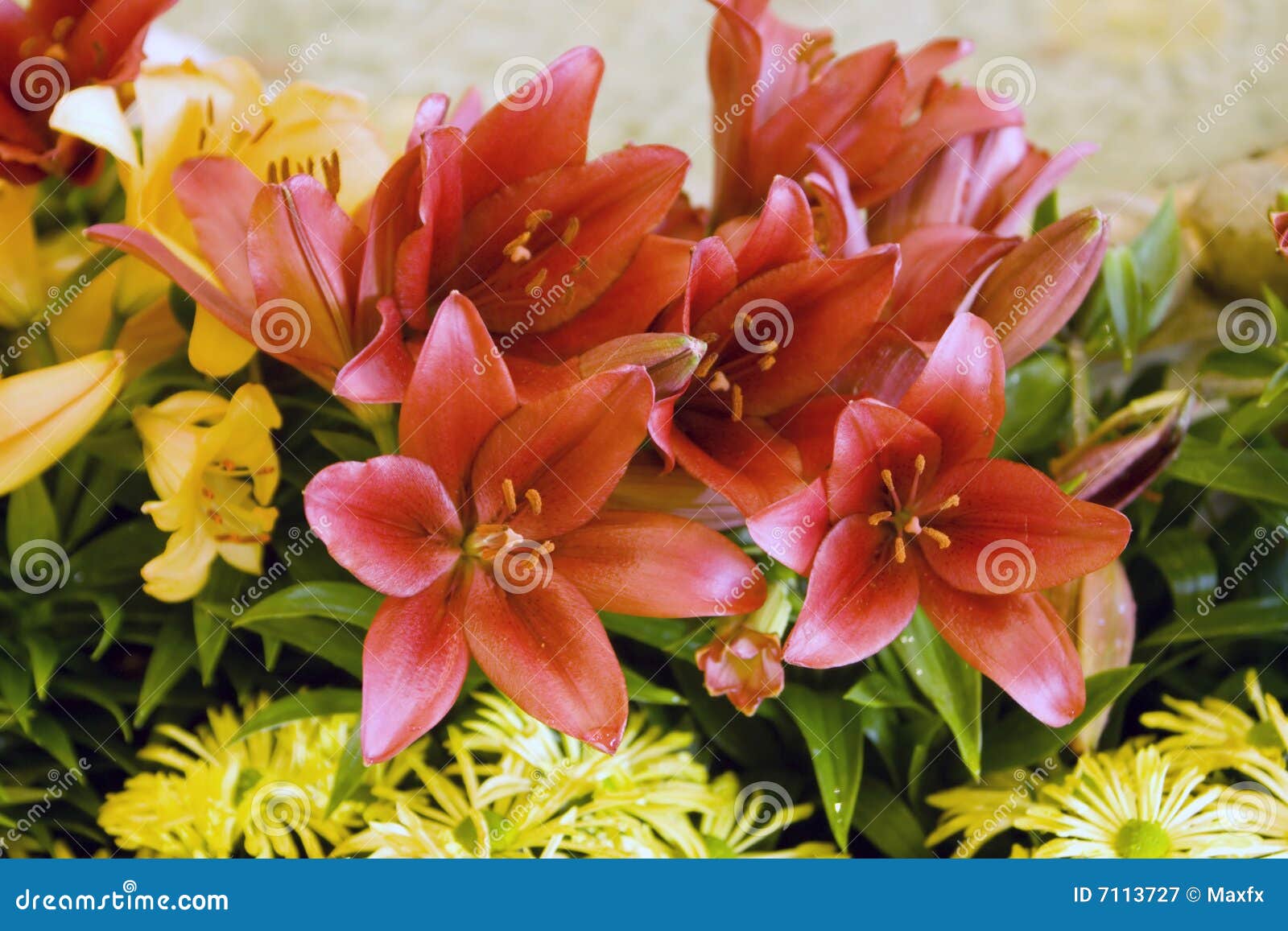 Colorful lilies stock image. Image of botany, colorful - 7113727