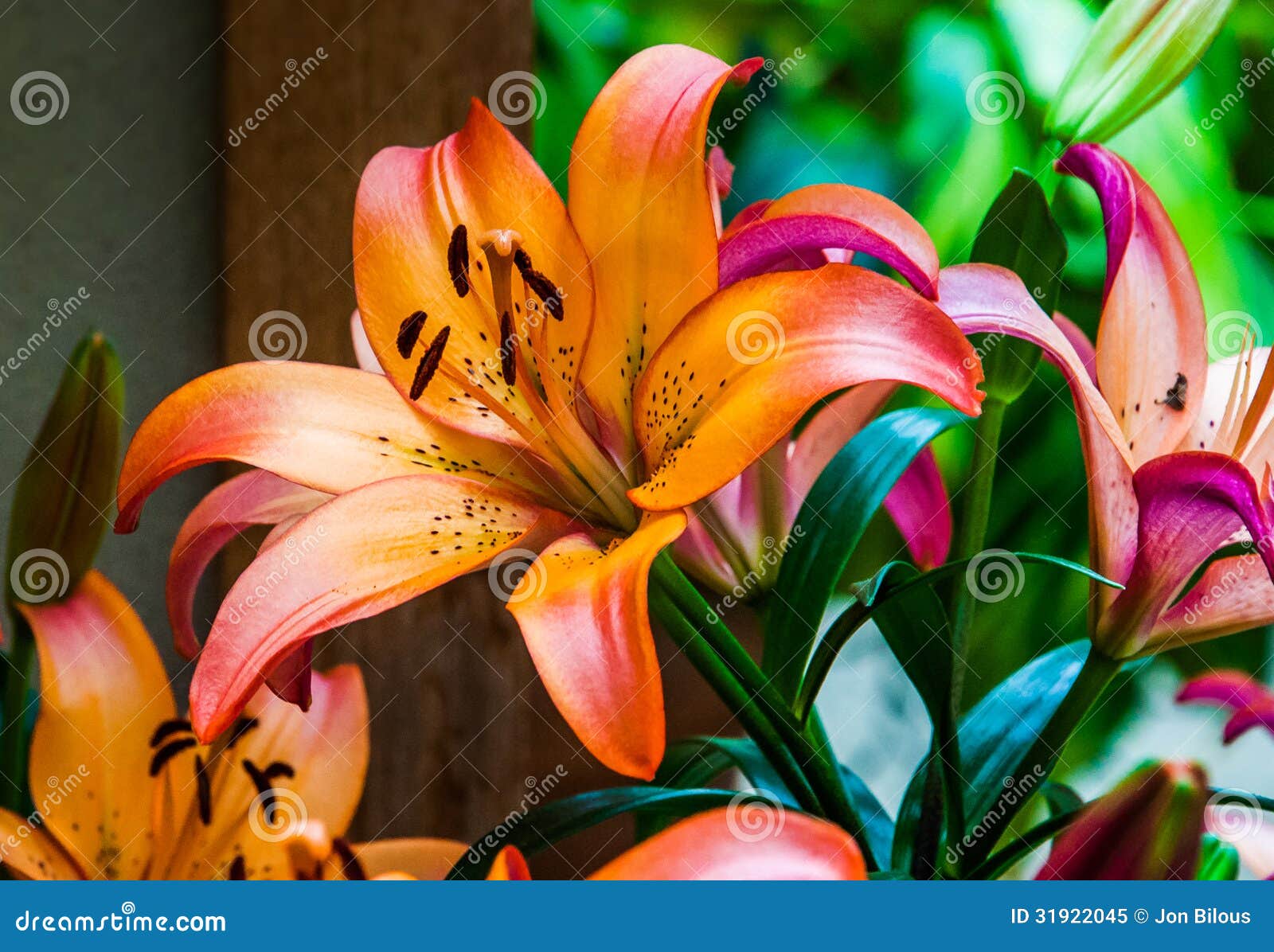 Colorful lillies. stock image. Image of petals, lilly - 31922045
