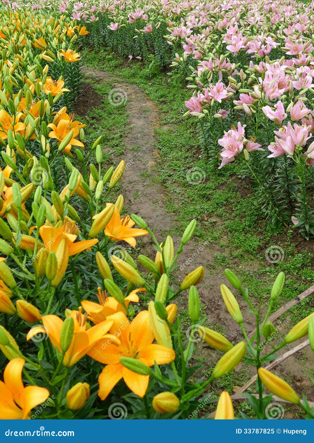 Colorful Lily Flowers with Path Stock Image - Image of color, autumn ...