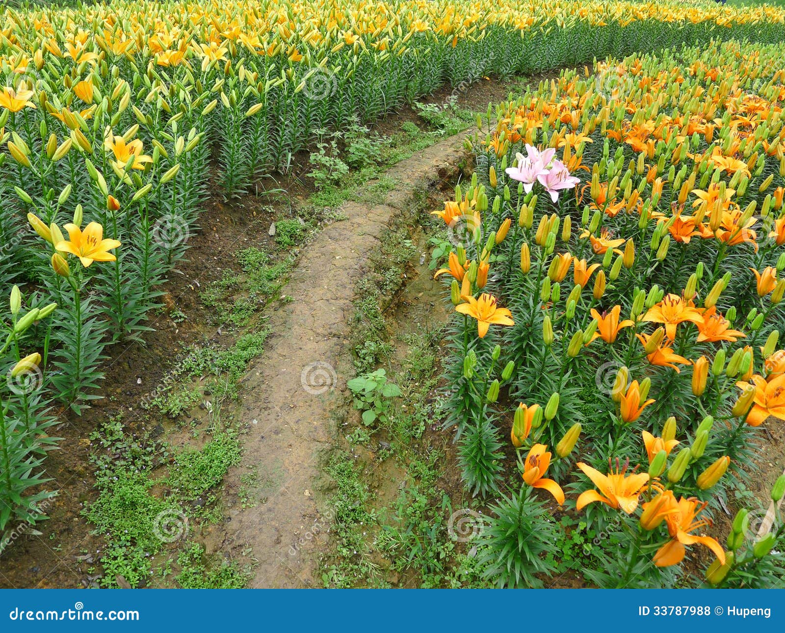 Colorful Lily Flowers with Path Stock Photo - Image of agriculture ...