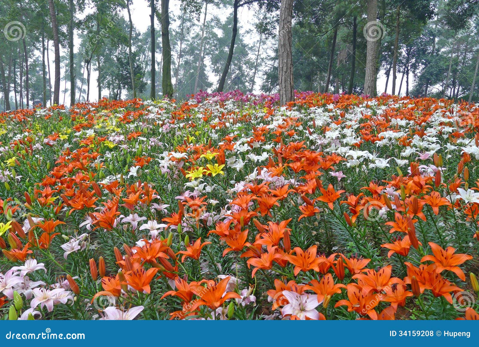 Colorful lily flowers stock photo. Image of agriculture - 34159208