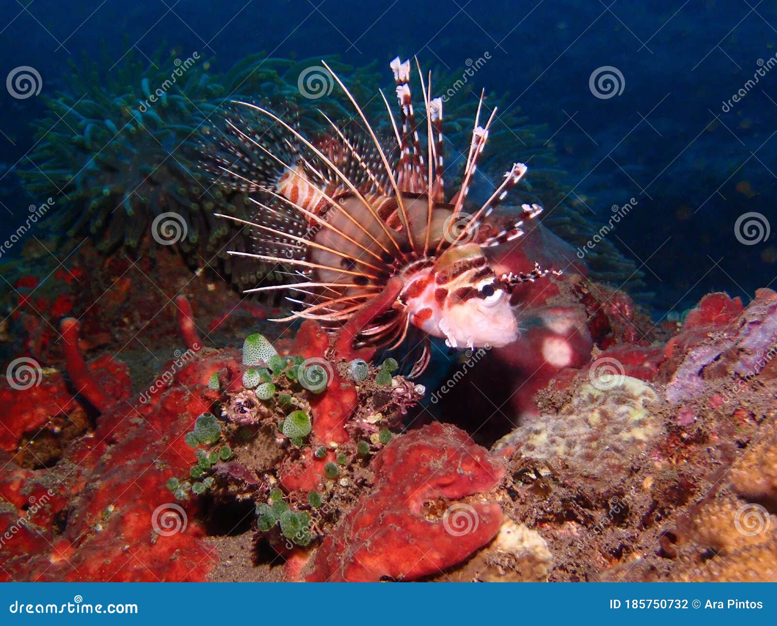 Colorful Lionfish in Coral Reef Stock Photo - Image of wildlife, scuba ...