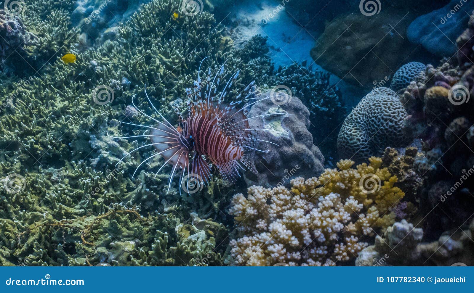 Colorful Lionfish in a Shallow Reef Stock Photo - Image of colorful ...