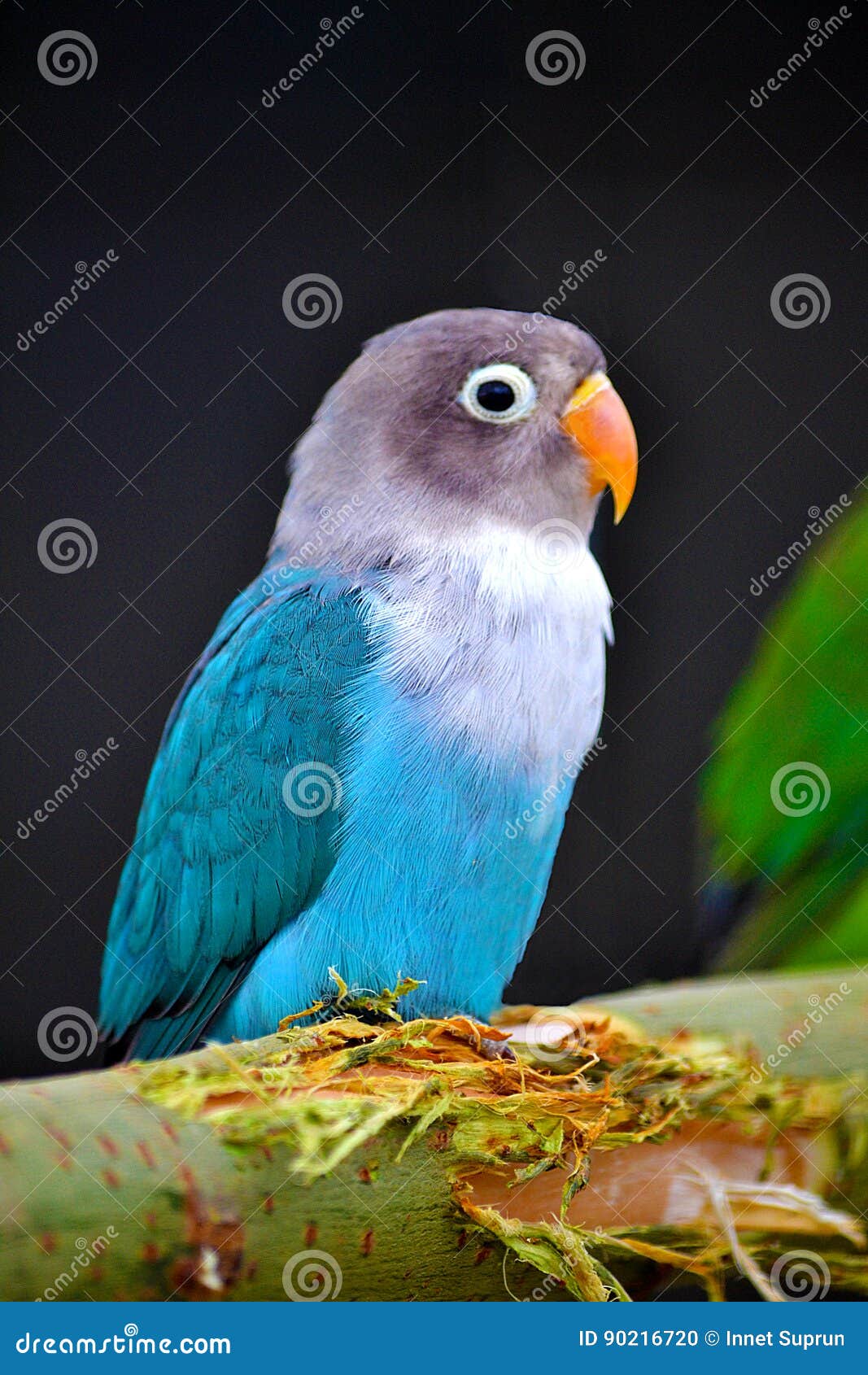 Colorful little parrot stock photo. Image of animal, little - 90216720
