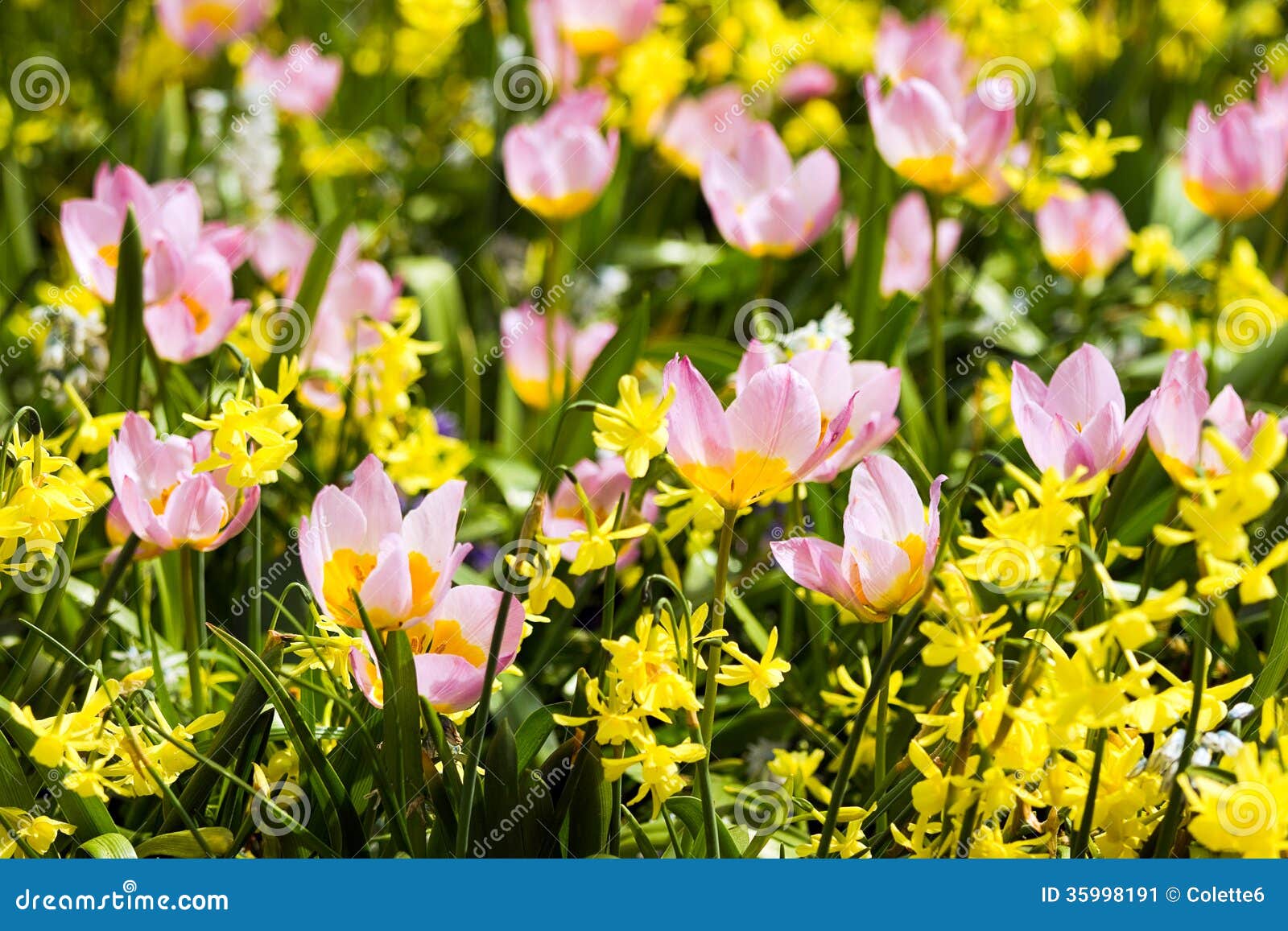 Colorful little tulips stock image. Image of natural - 35998191
