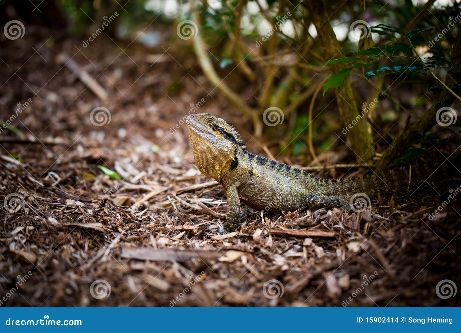 Colorful lizard stock photo. Image of animal, wildlife - 15902414