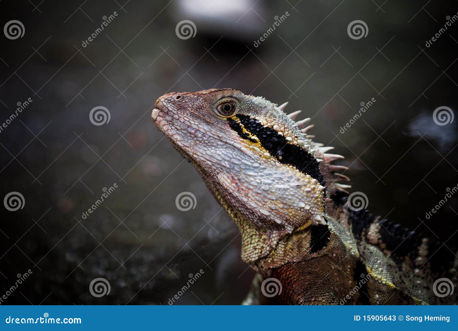 Colorful lizard stock image. Image of crawling, scale - 15905643