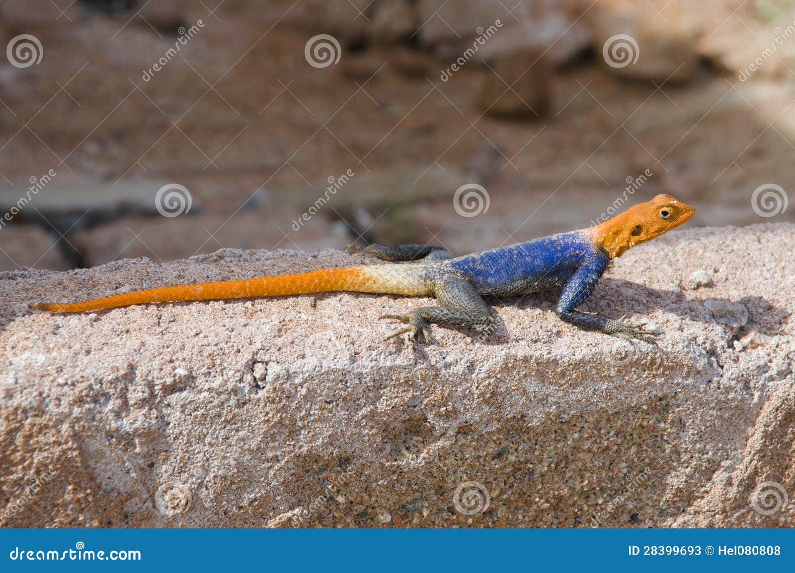 Beautiful Lizard in Bright Orange and Blue Colors Stock Image - Image ...
