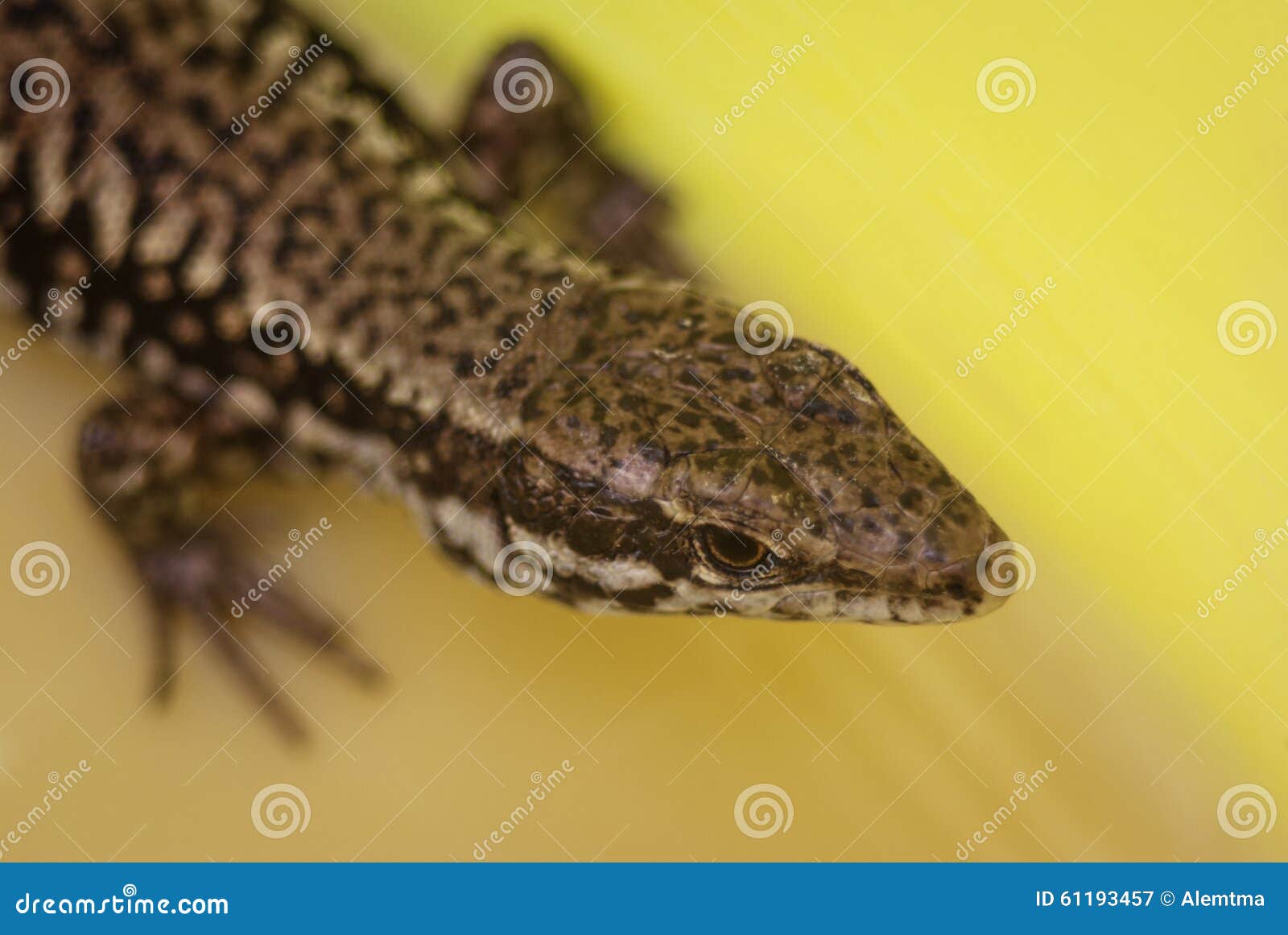 Colorful lizard closeup stock image. Image of lizard - 61193457