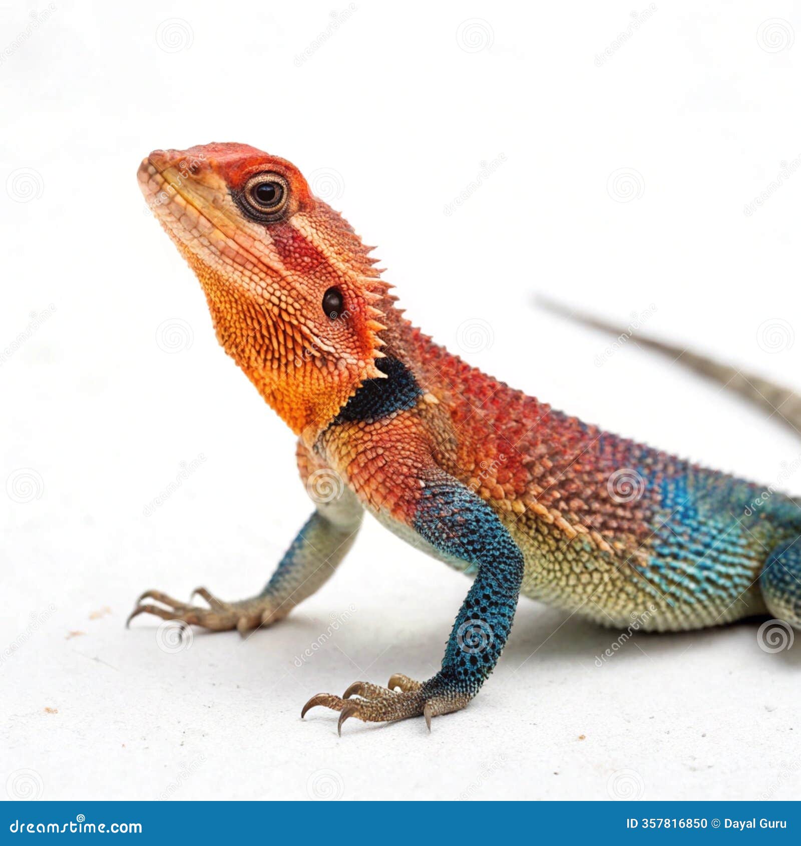 Colorful Lizard Sunbathing On The Beach While Drinking A Pineapple Or ...