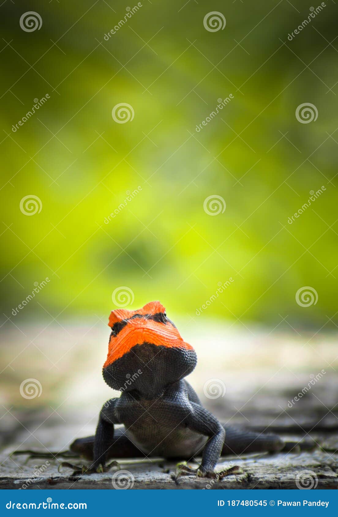 Lizard Know As South Indian Rock Agama Looking Front .copy Space Stock ...