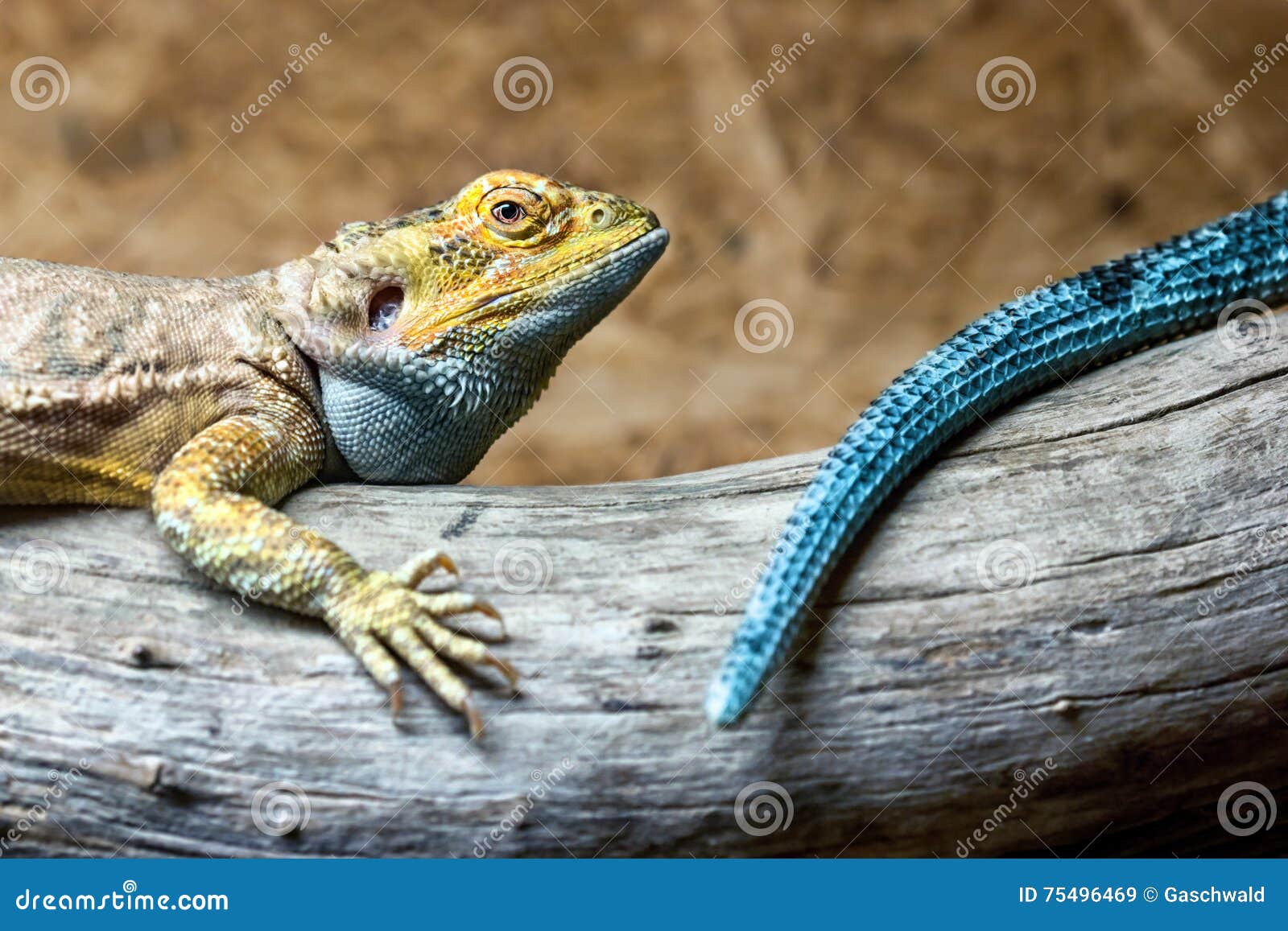 Colorful lizards stock image. Image of close, blue, outdoor - 75496469