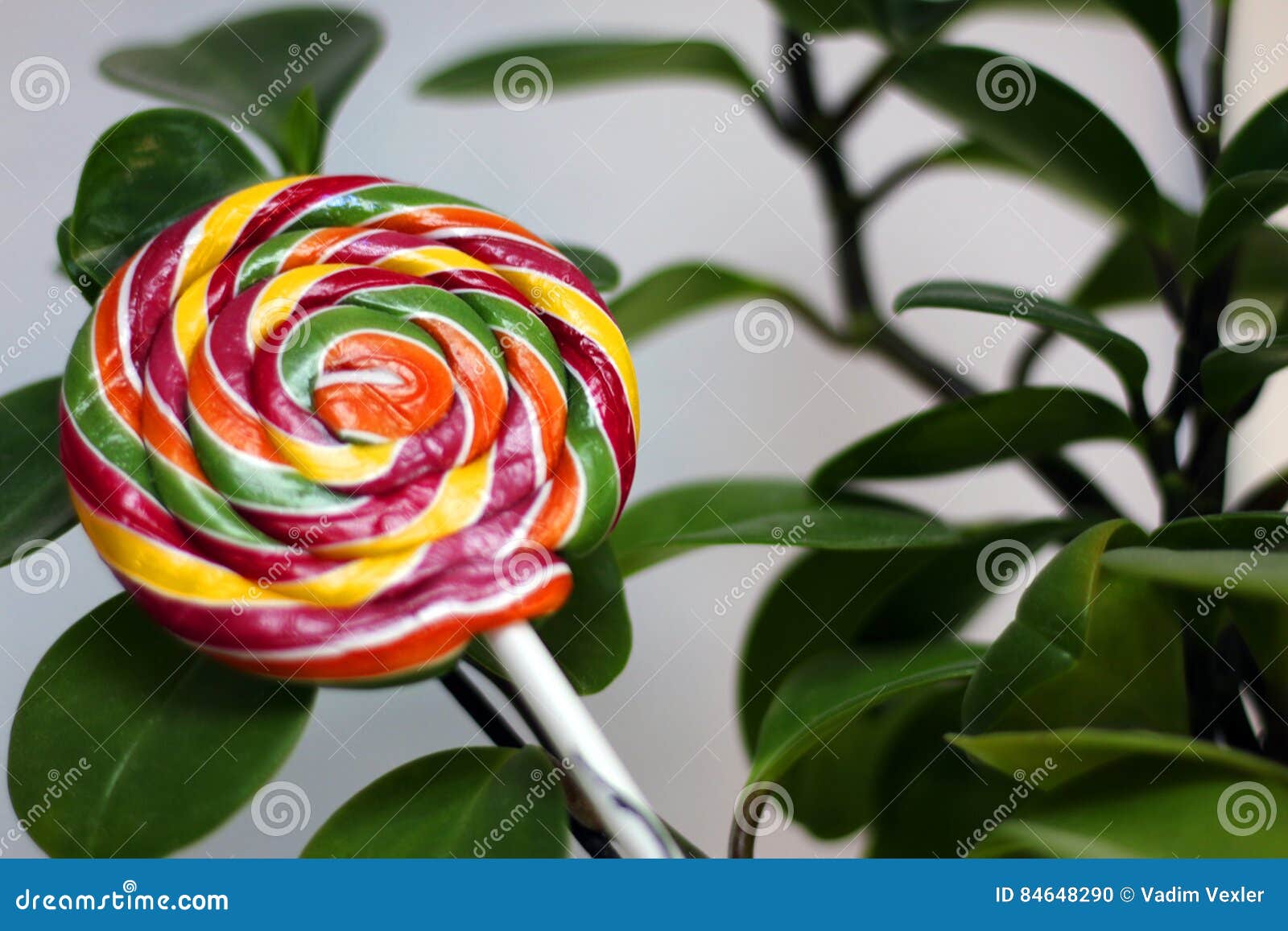 Colorful Lollipop on a Background of Green Leaves Stock Photo - Image ...
