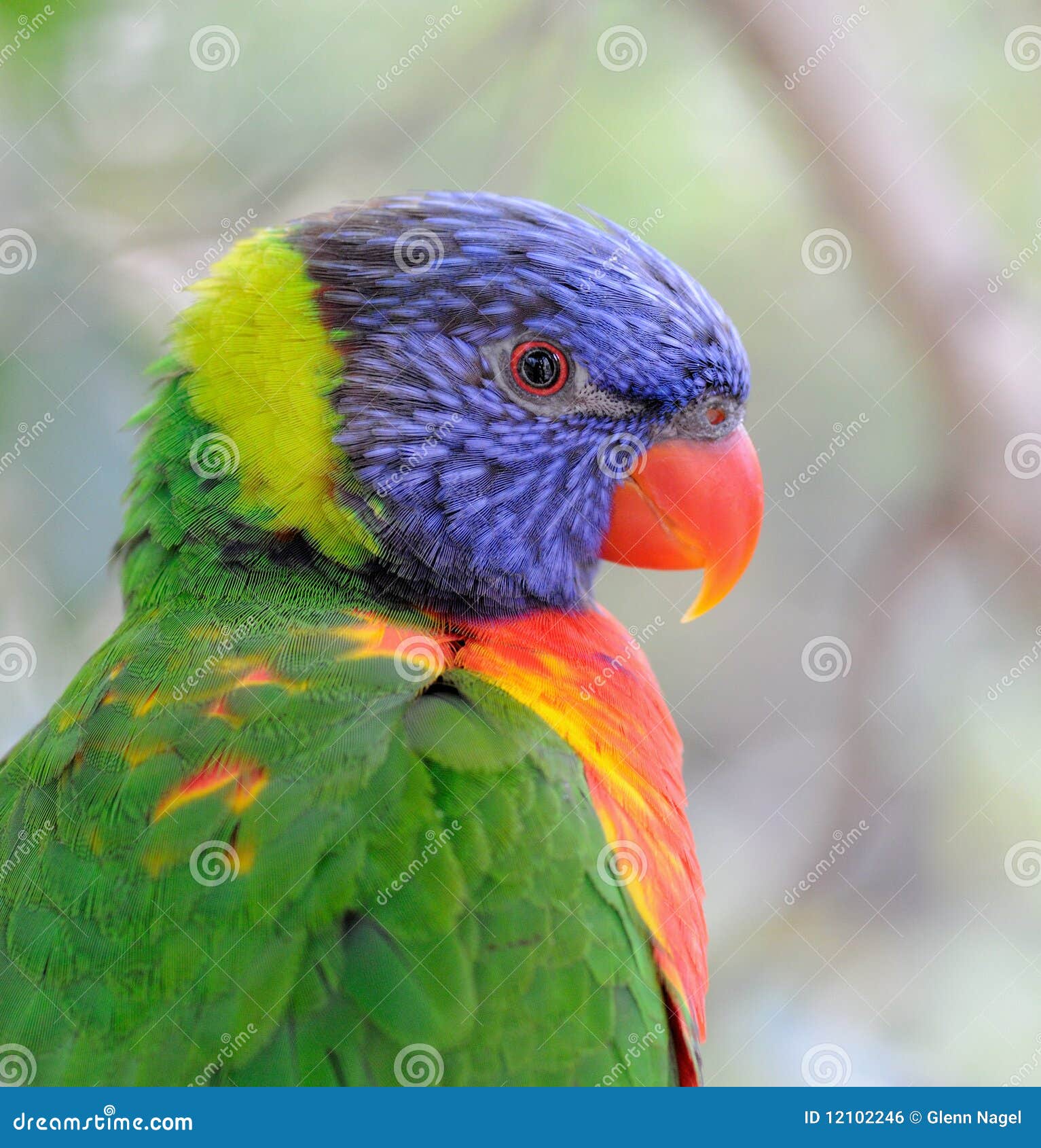 Colorful Lorikeet Bird On Tree Branch In Aviary Stock Photo ...