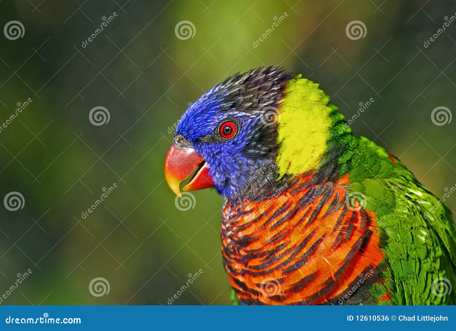 Colorful Lorikeet Bird On Tree Branch In Aviary Stock Photo ...