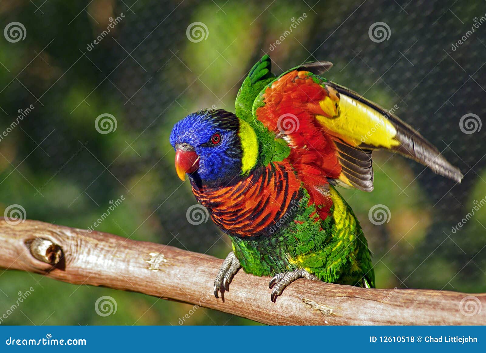 Colorful Lorikeet Bird Raising Wings Stock Photo - Image of tame ...