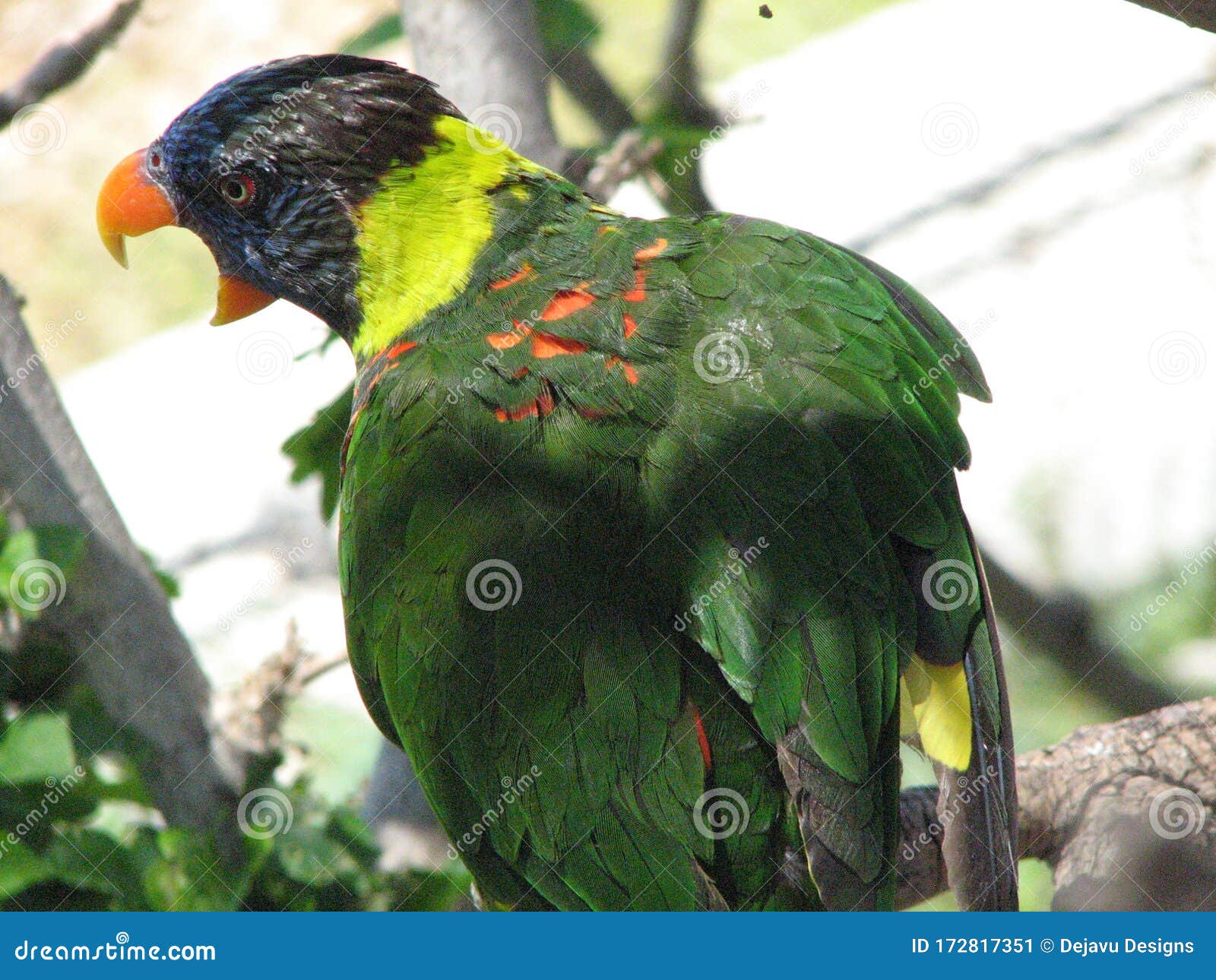 Colorful Lorikeet Bird Squawking in a Tree Stock Image - Image of wild ...