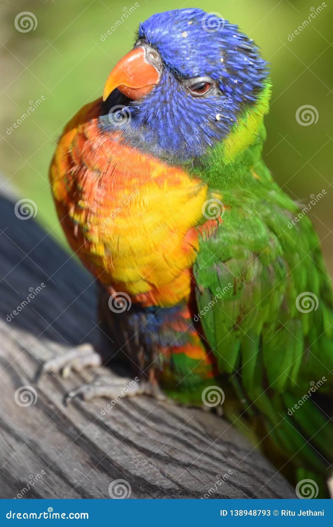 Colorful Lorikeet Bird On Tree Branch In Aviary Stock Photo ...