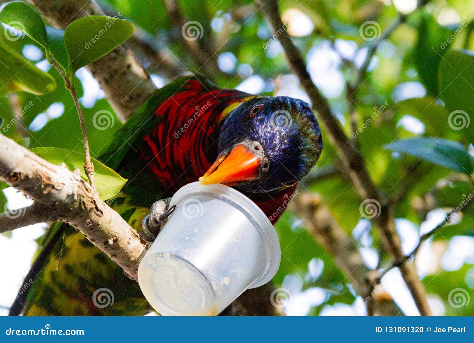 Colorful Lorikeet Eating Nectar from a Cup Stock Photo - Image of ...