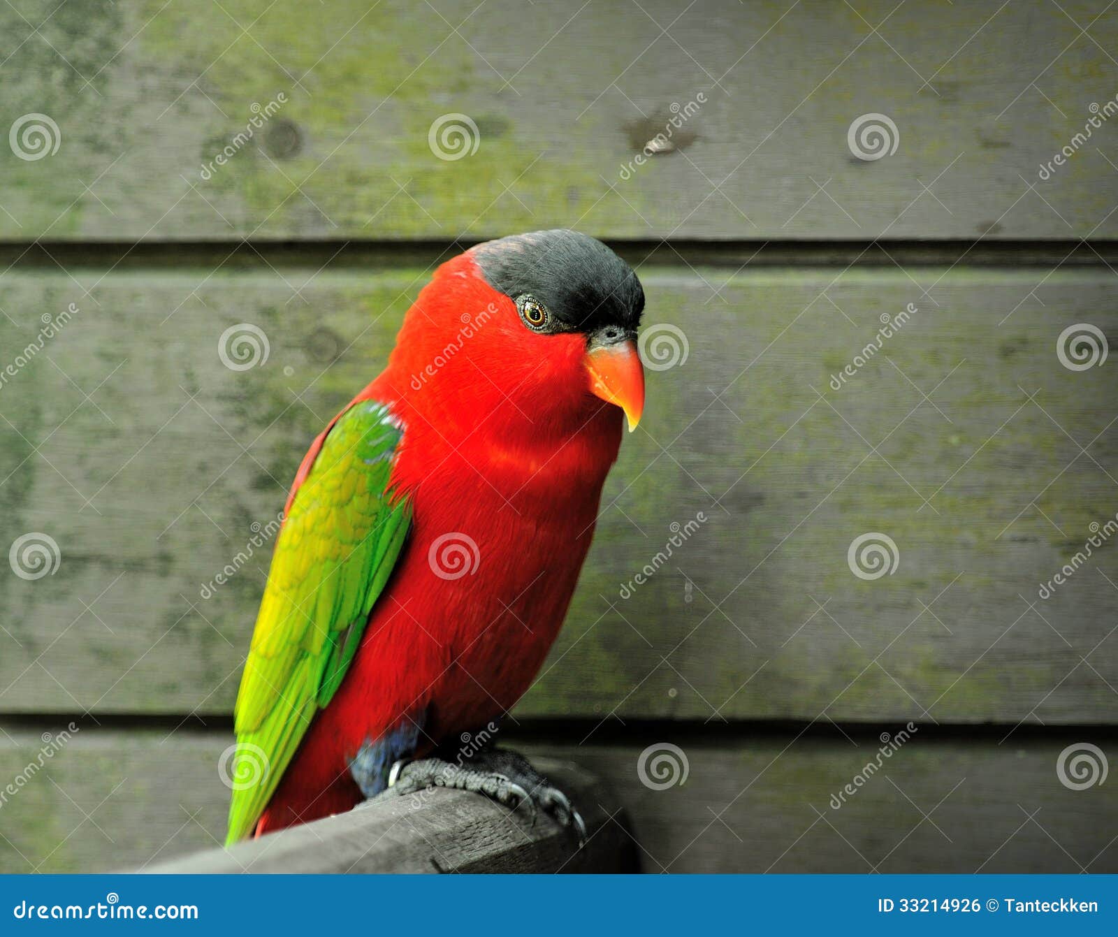 Colorful Lory stock photo. Image of colors, colours, portrait - 33214926