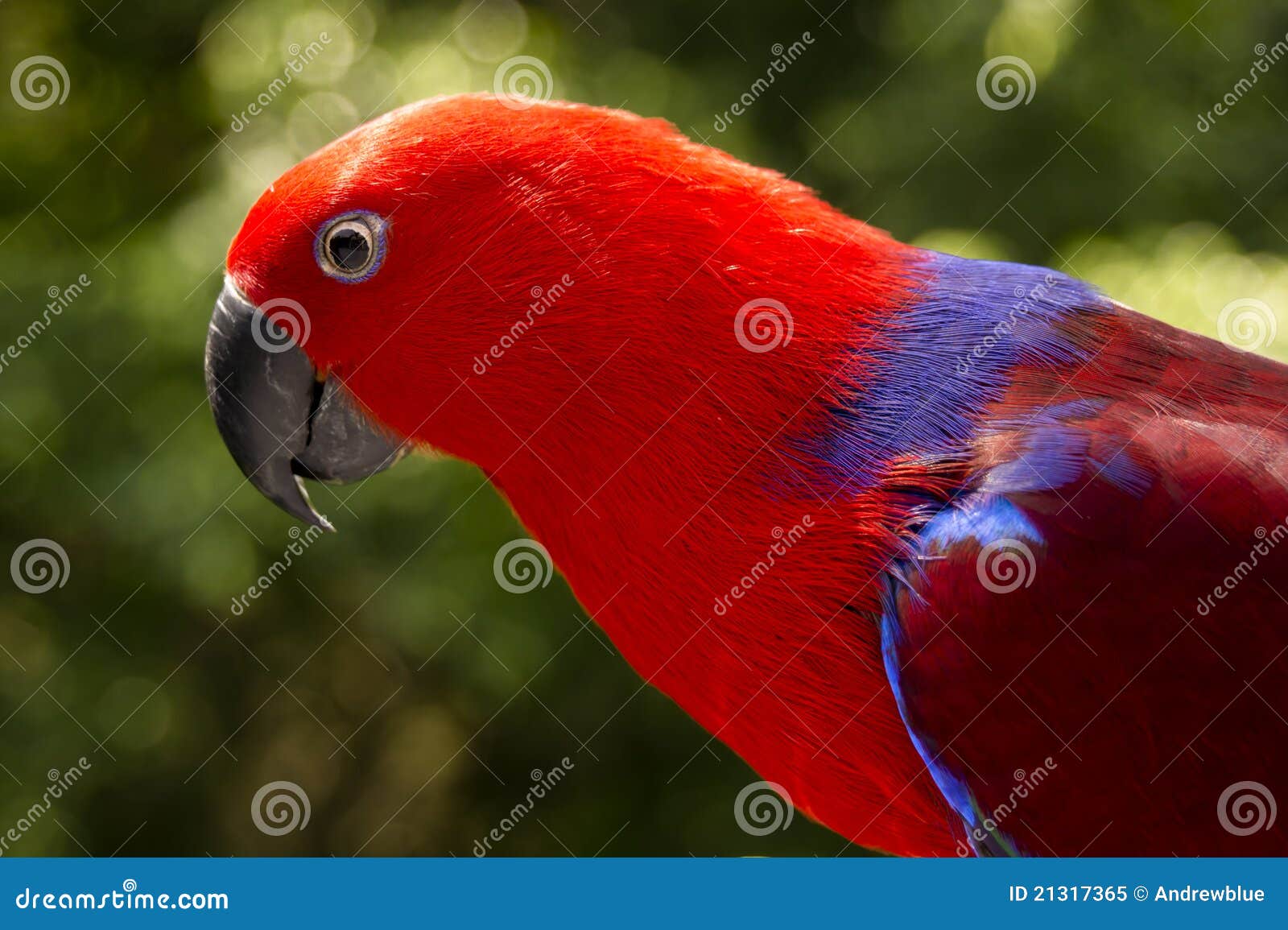Colorful Lory- parrot stock image. Image of closeups - 21317365