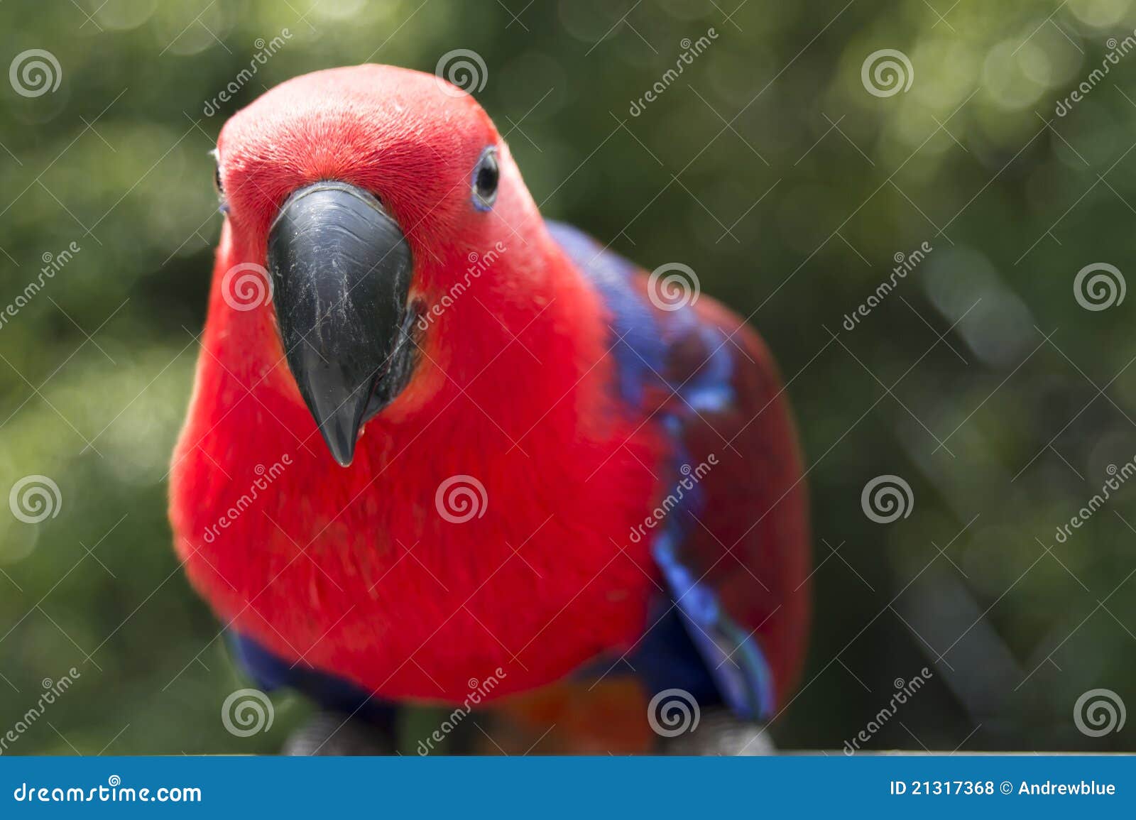 Colorful Lory- parrot stock photo. Image of curious, beak - 21317368