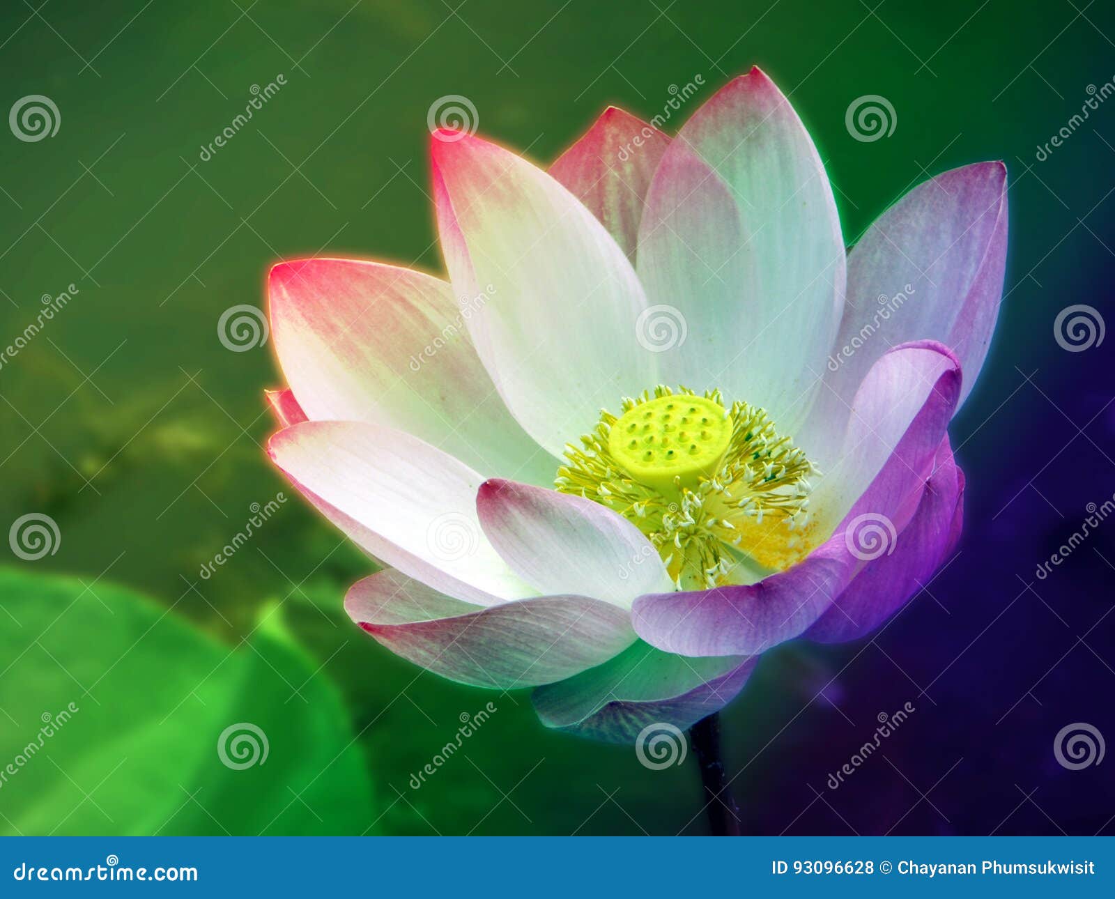 Colorful Lotus Floating on Pool Sunlight in Morning Stock Photo - Image ...