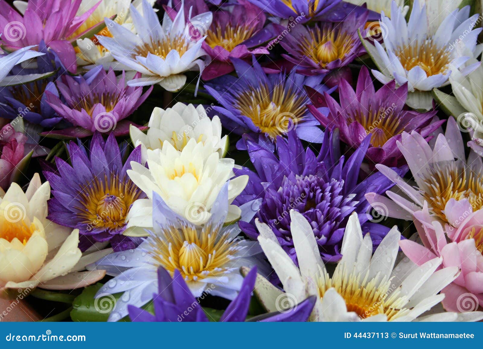 Colorful lotus flowers stock image. Image of outdoors - 44437113