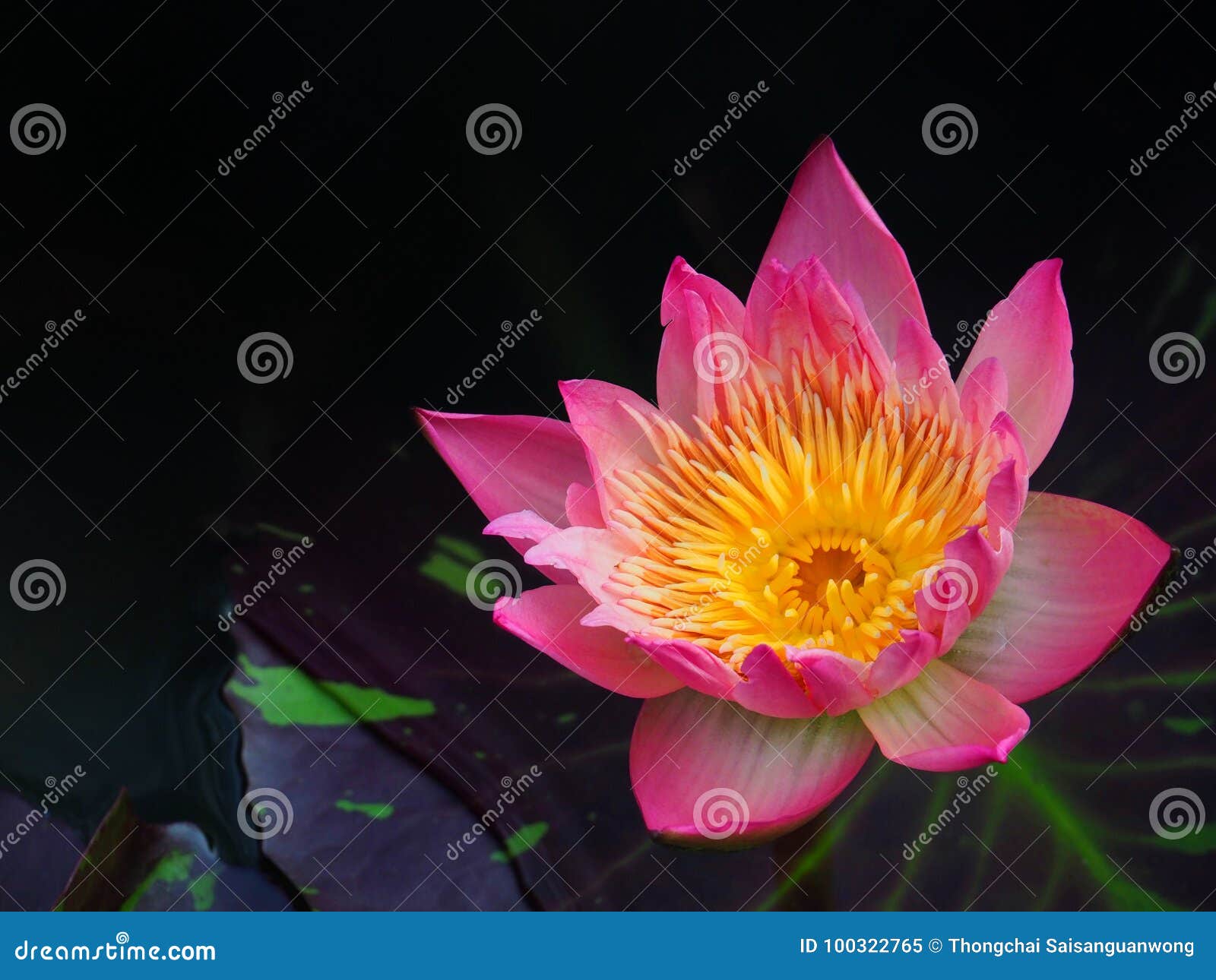 Colorful lotus stock image. Image of green, blossom - 100322765