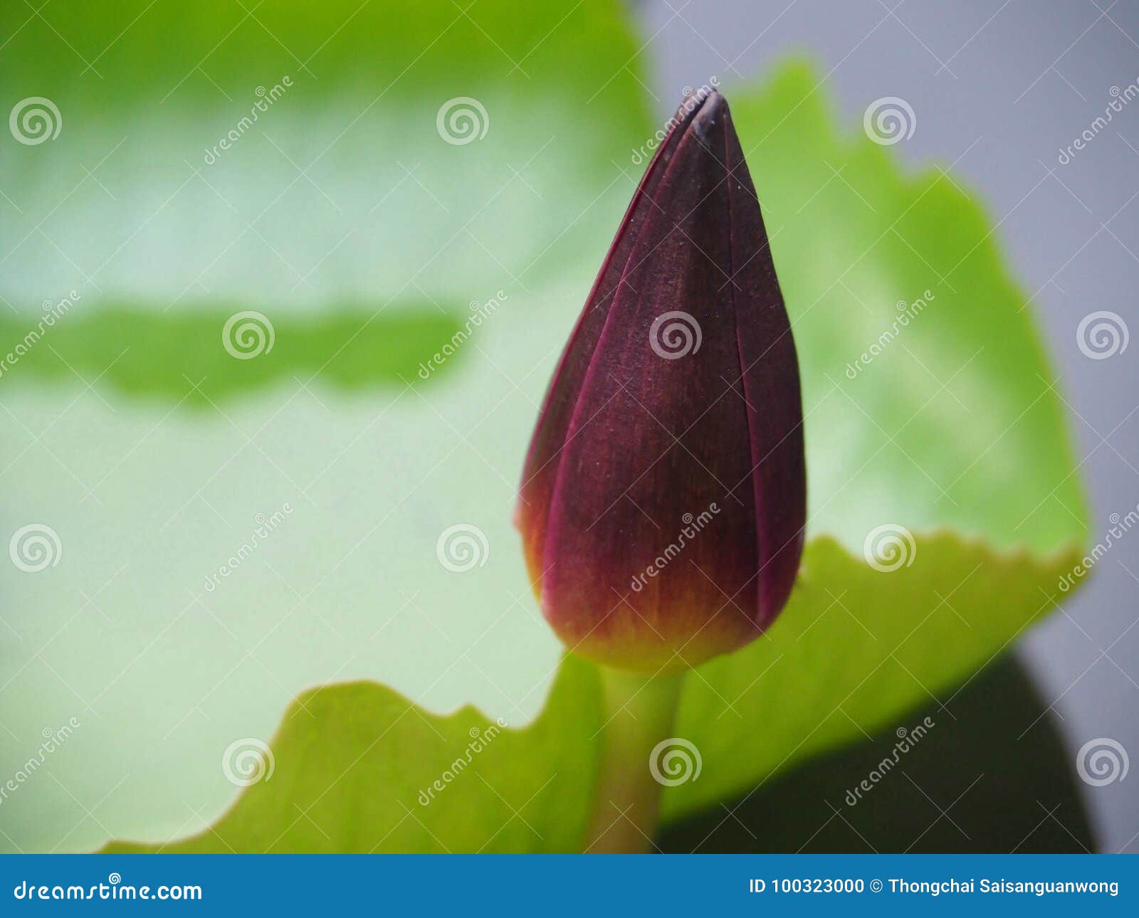 Colorful lotus stock photo. Image of lotus, green, flower - 100323000