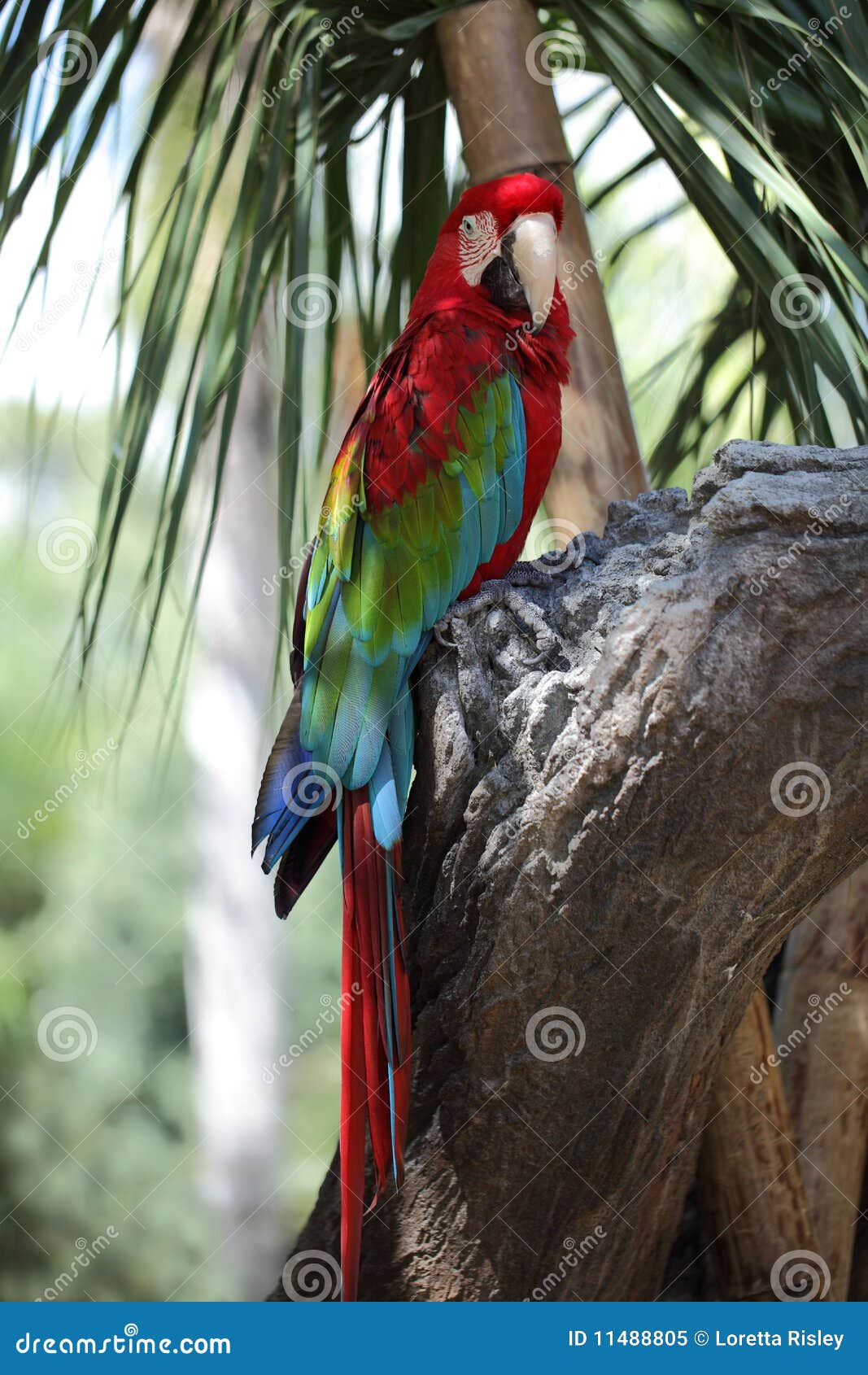 Colorful Macaw Bird At Tree Branch On Nature Background Royalty-Free ...