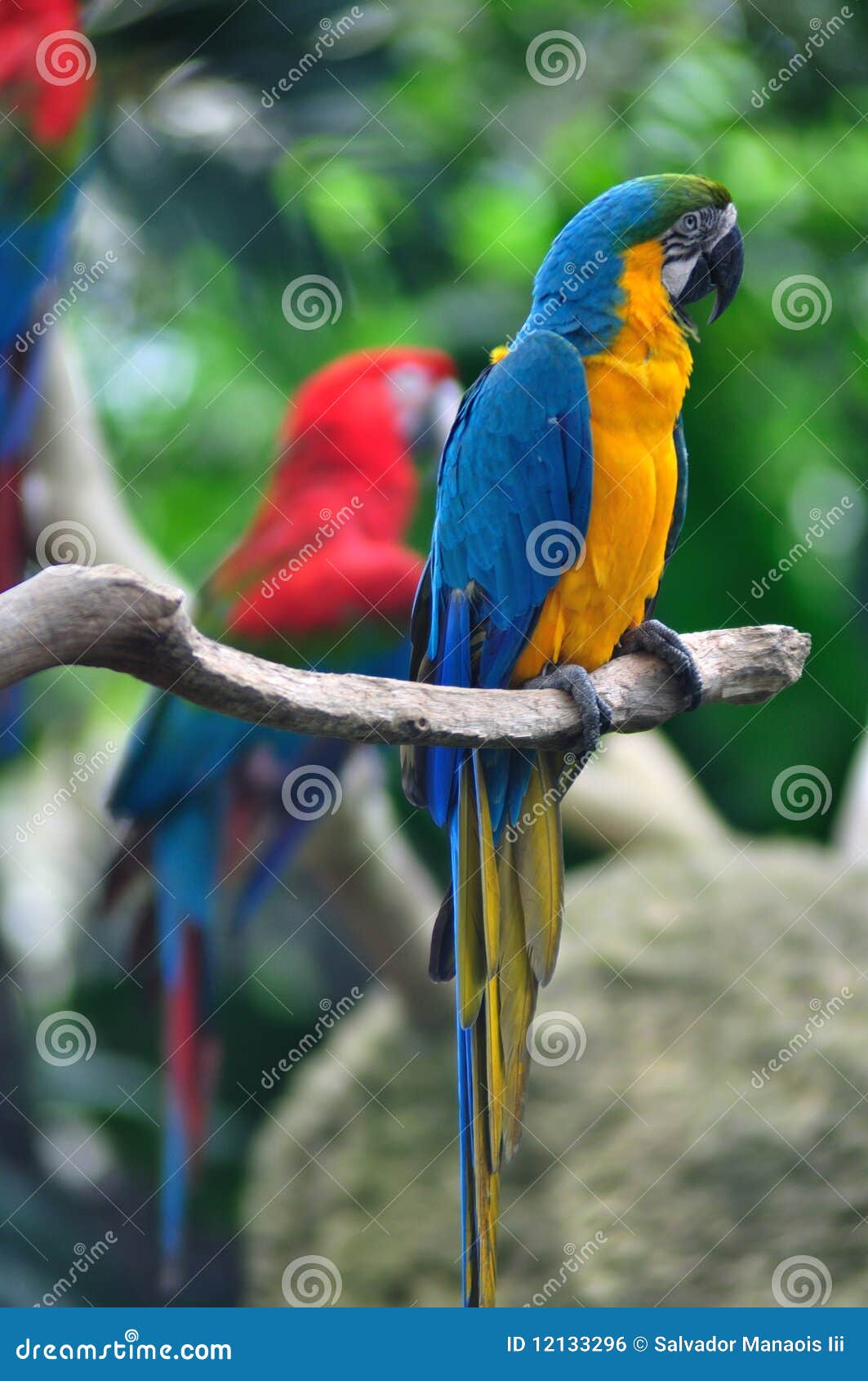 Colorful Macaw stock photo. Image of isolated, beautiful - 12133296