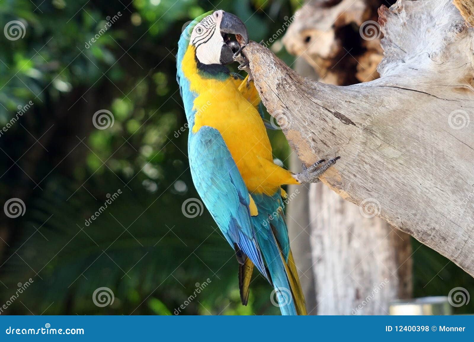 Colorful Macaw stock photo. Image of bird, nature, parrots - 12400398