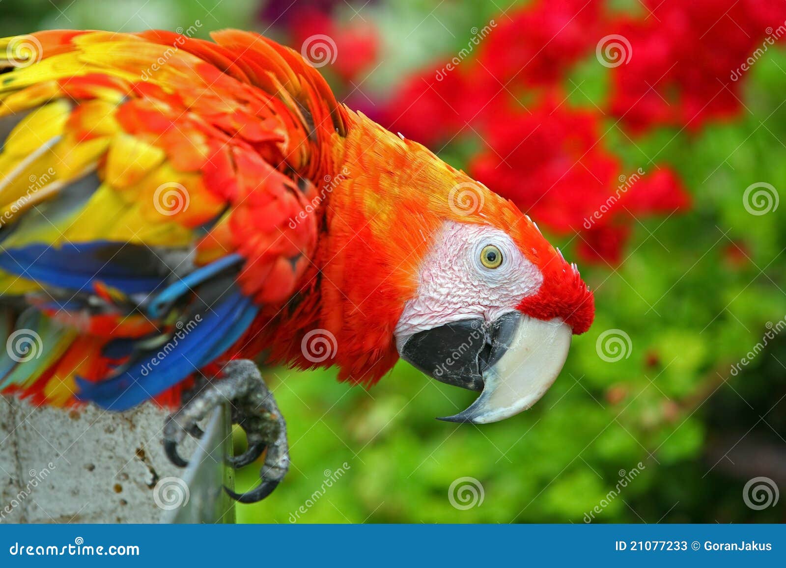 640 Beautiful Macaw Flower Stock Photos - Free & Royalty-Free Stock ...
