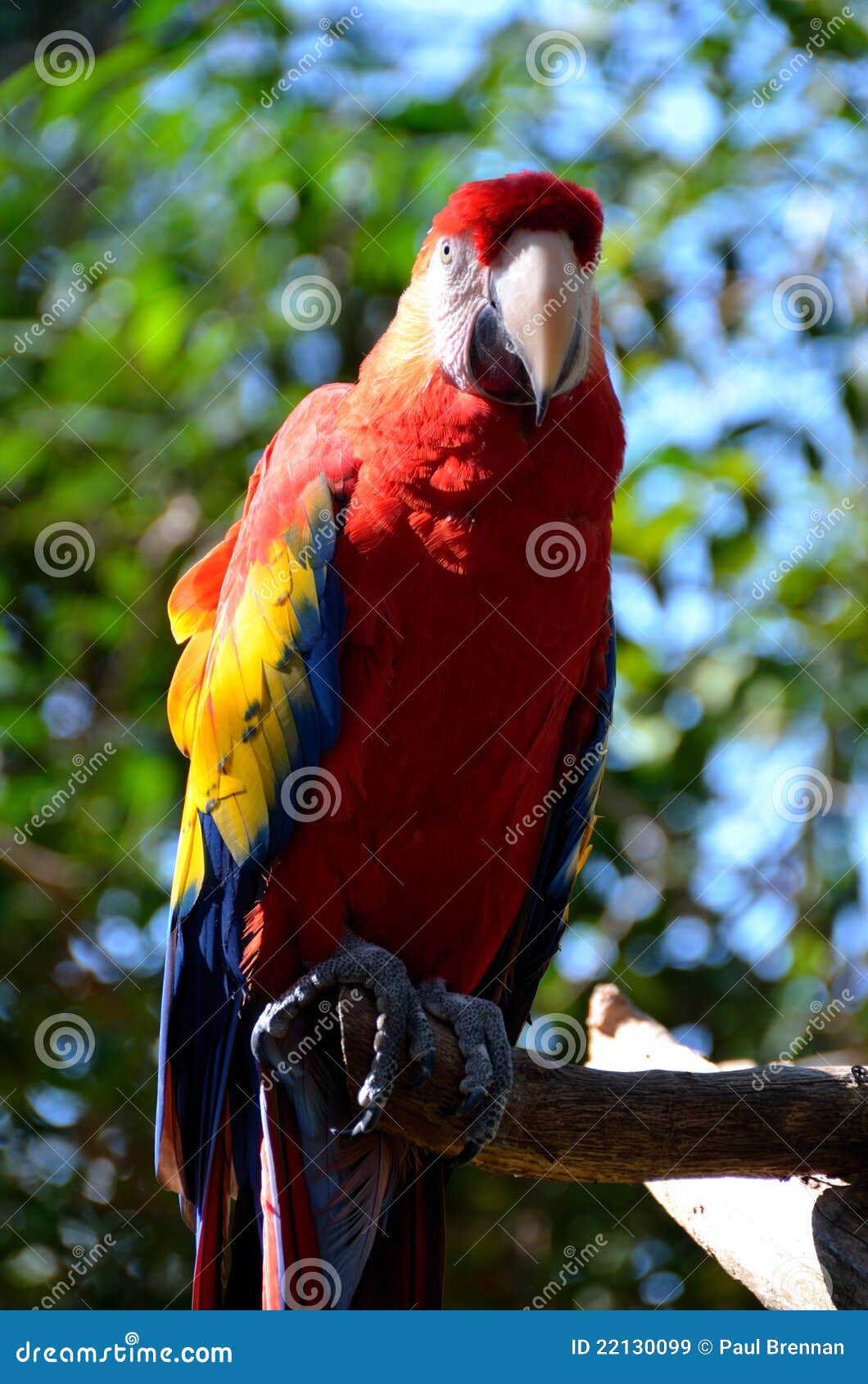 Colorful macaw stock image. Image of bright, plumage - 22130099