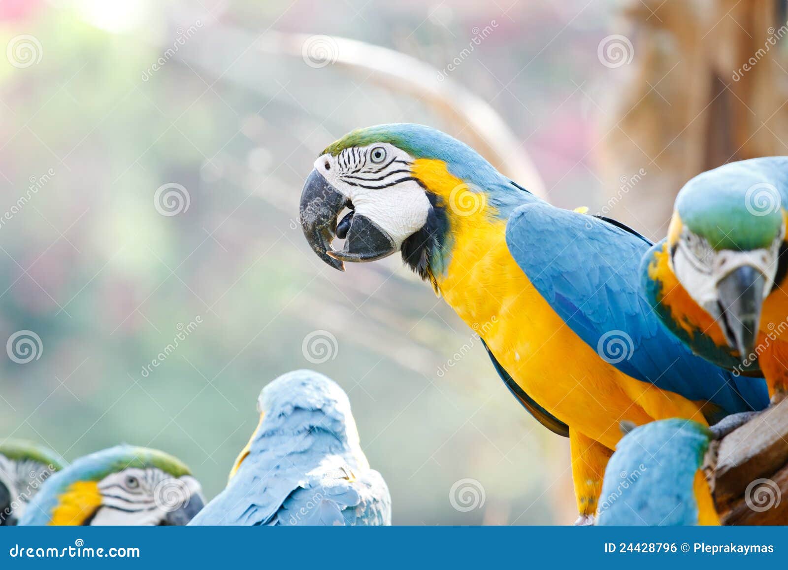 Colorful macaw stock photo. Image of color, gold, beautiful - 24428796
