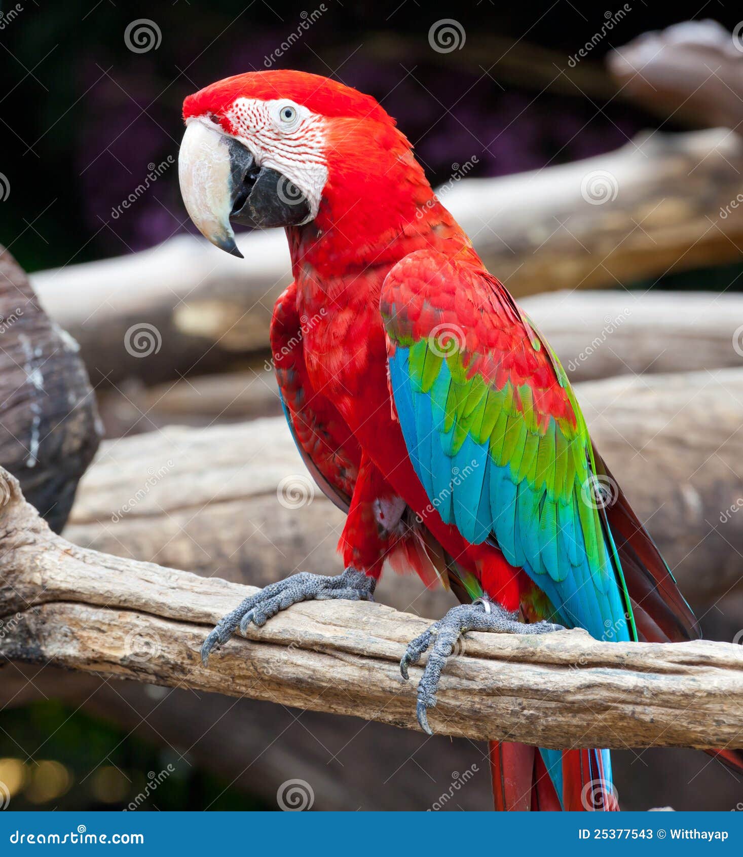 Colorful macaw stock image. Image of color, green, parrot - 25377543