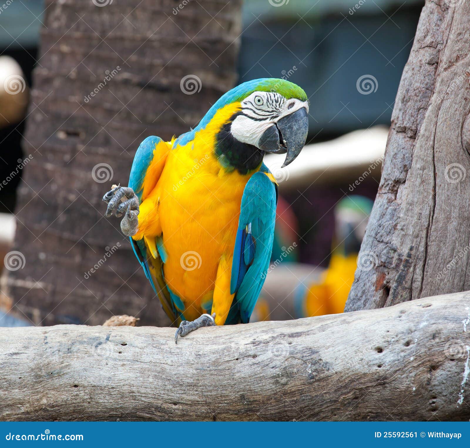 Colorful macaw stock image. Image of exotic, colour, feather - 25592561